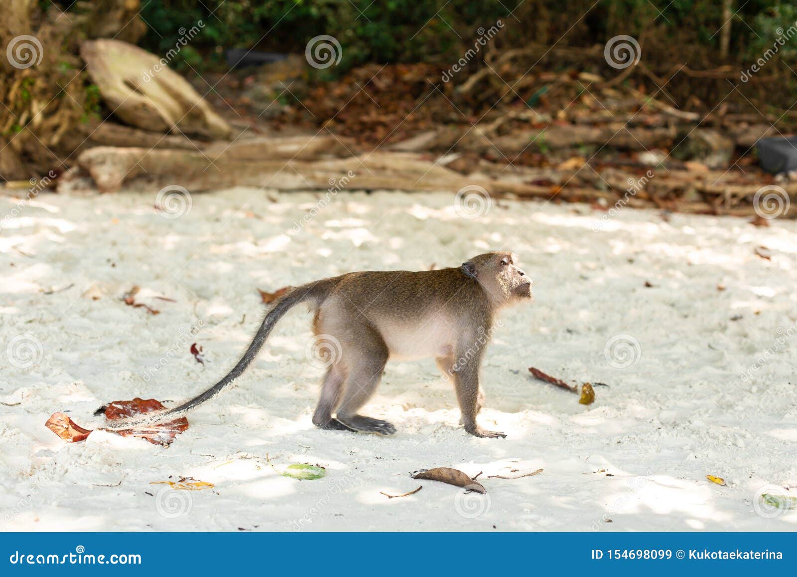 Little Monkey Cubs Life on a Tropical Island Stock Image - Image of ...