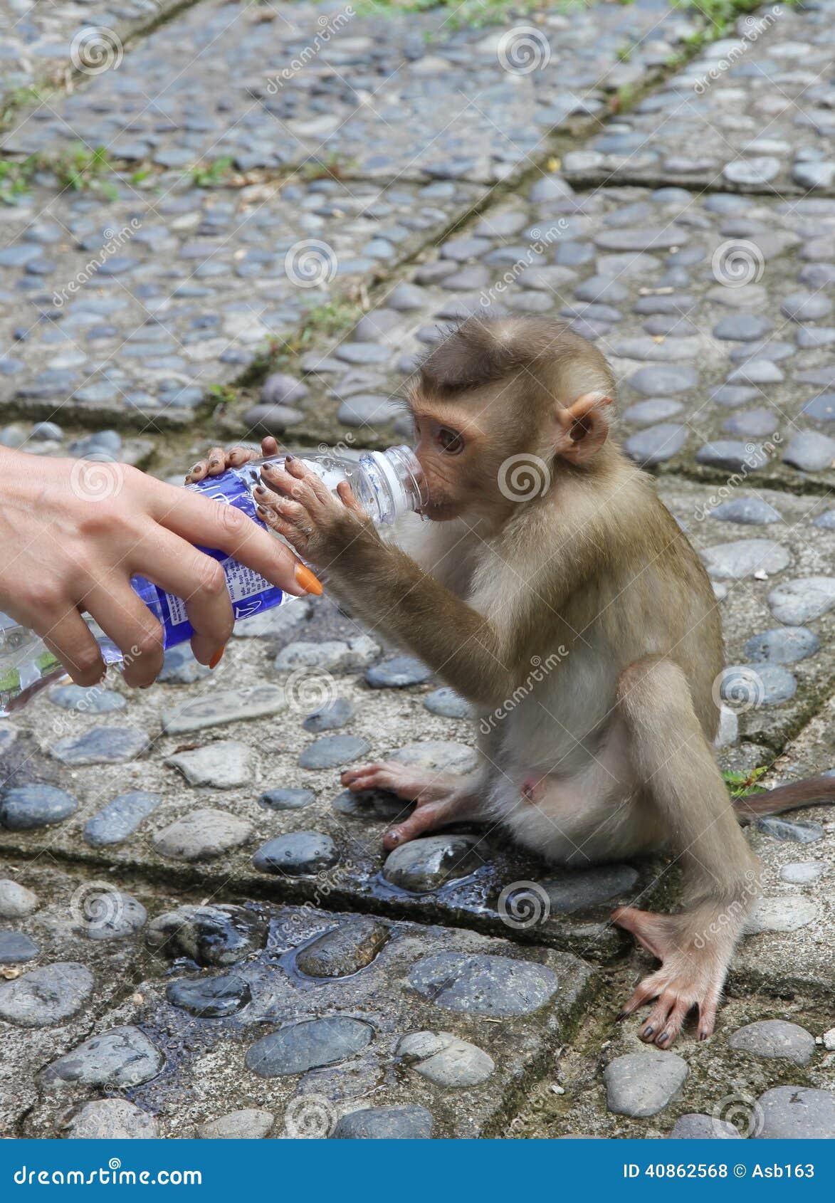 Little Monkey Drinks Water from a Bottle Stock Photo - Image of ...