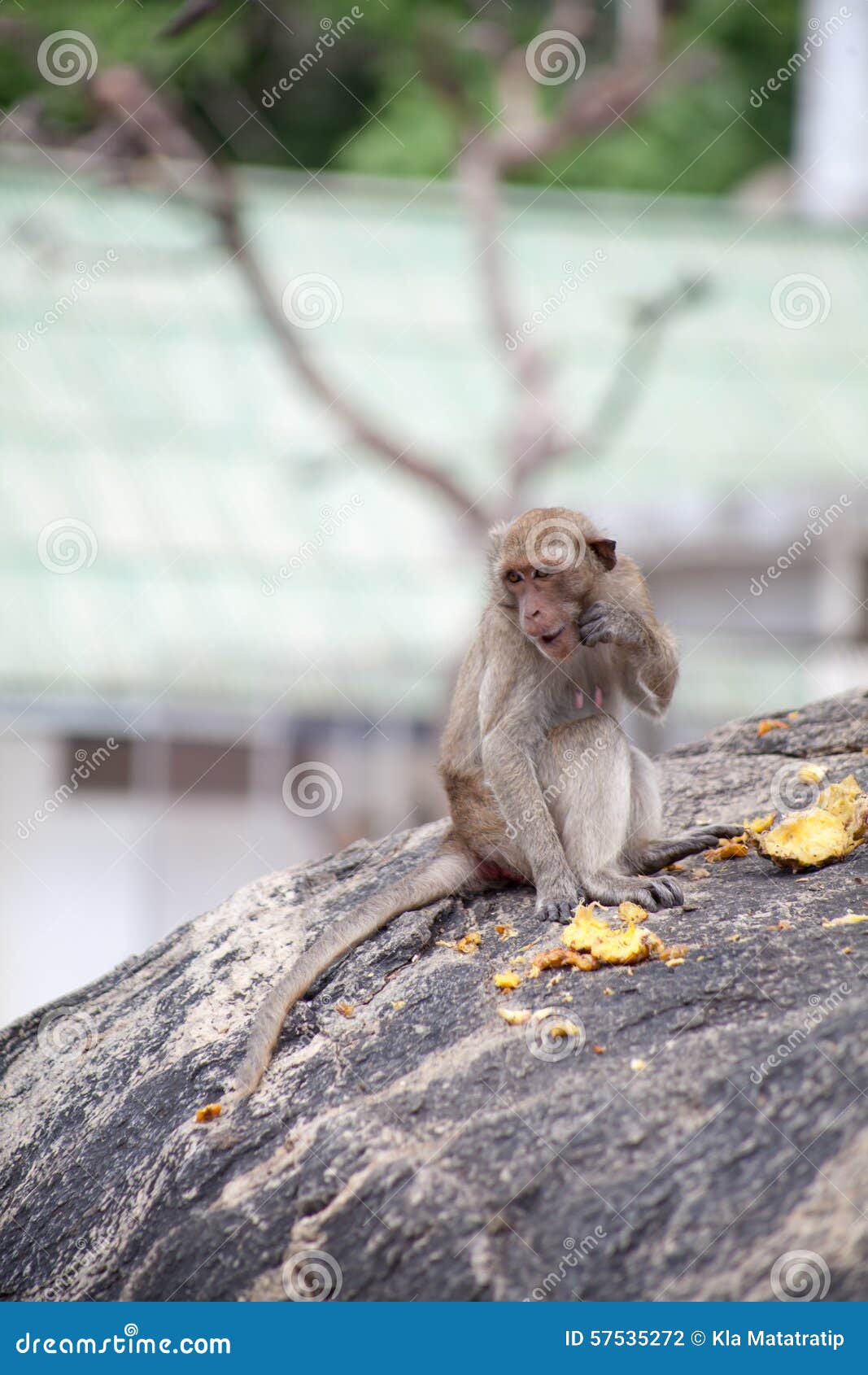 Little monkey eat orange stock photo. Image of feeding - 57535272