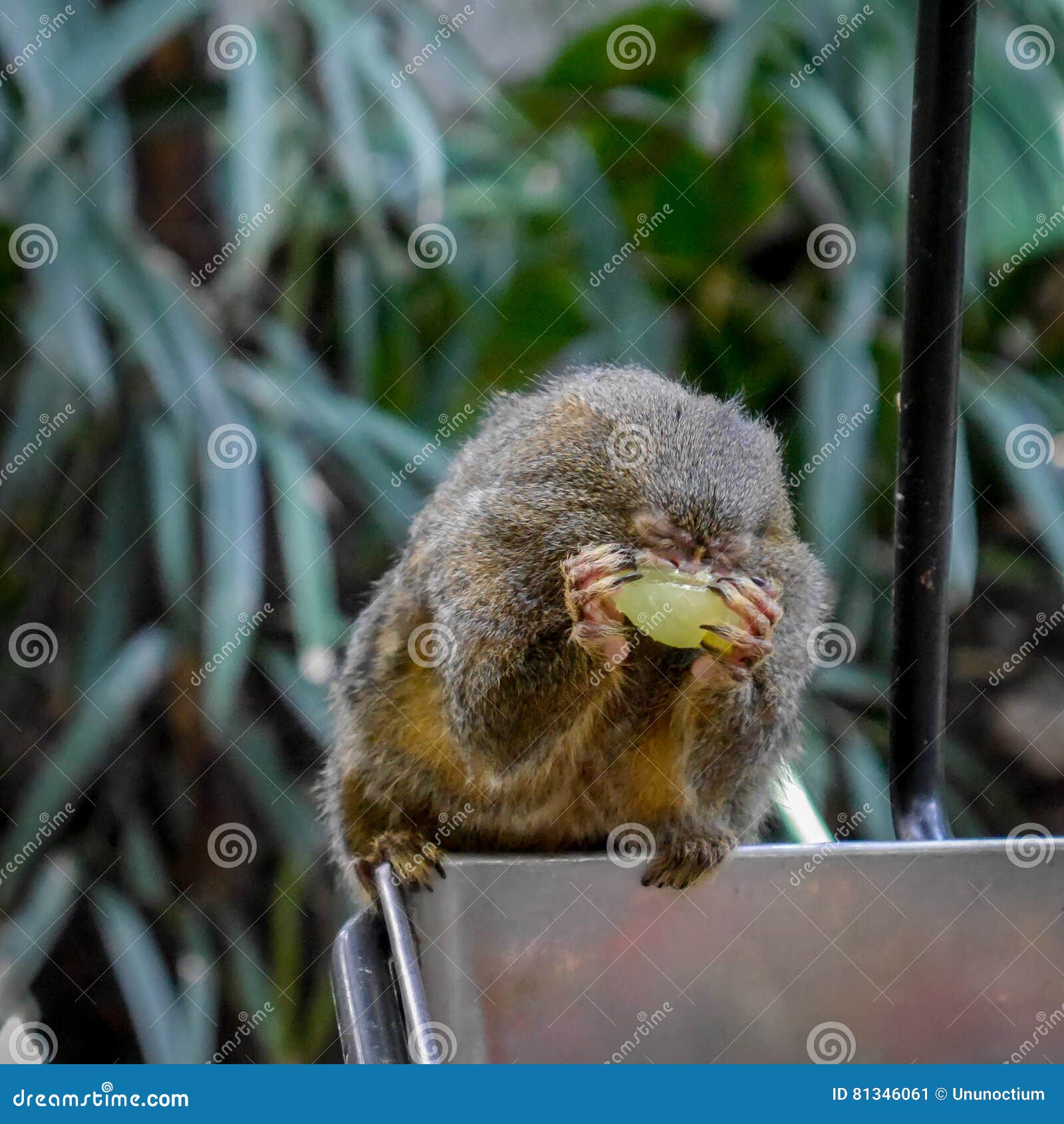 Little Monkey Eating a Delicious Grape Stock Image - Image of delicious ...