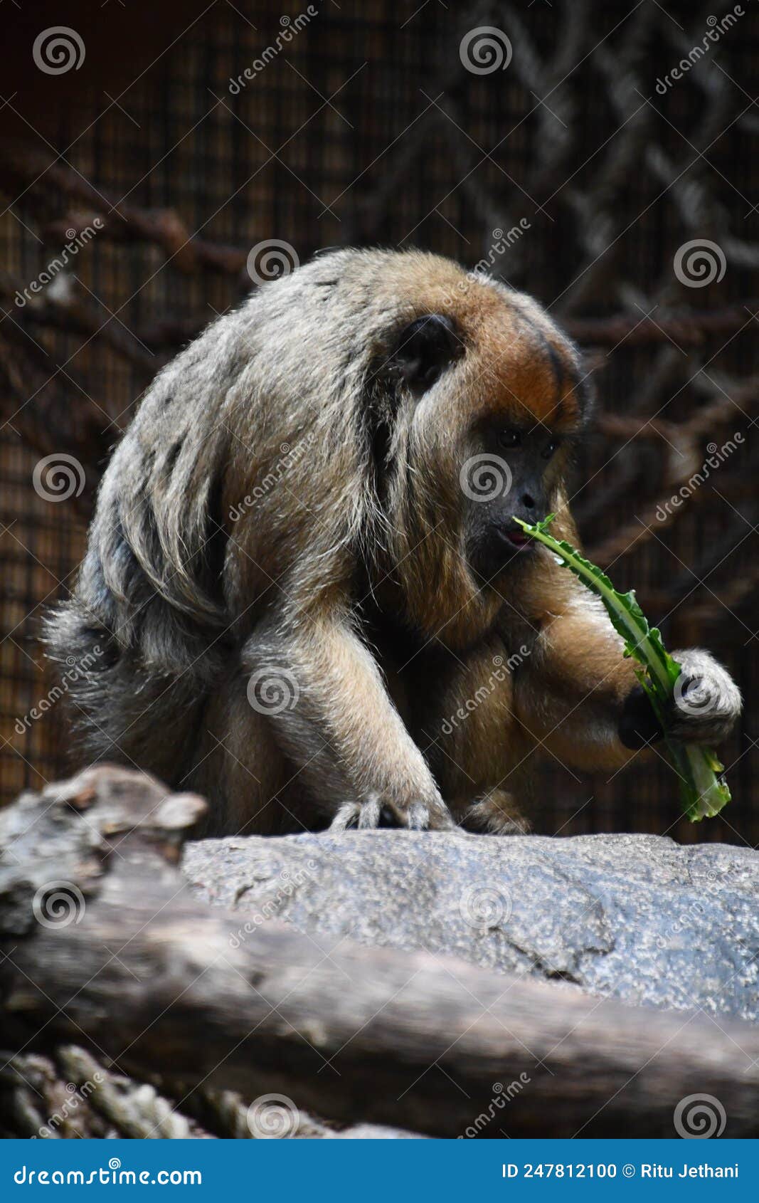 A Monkey Eating Lettuce stock photo. Image of mammal - 247812100