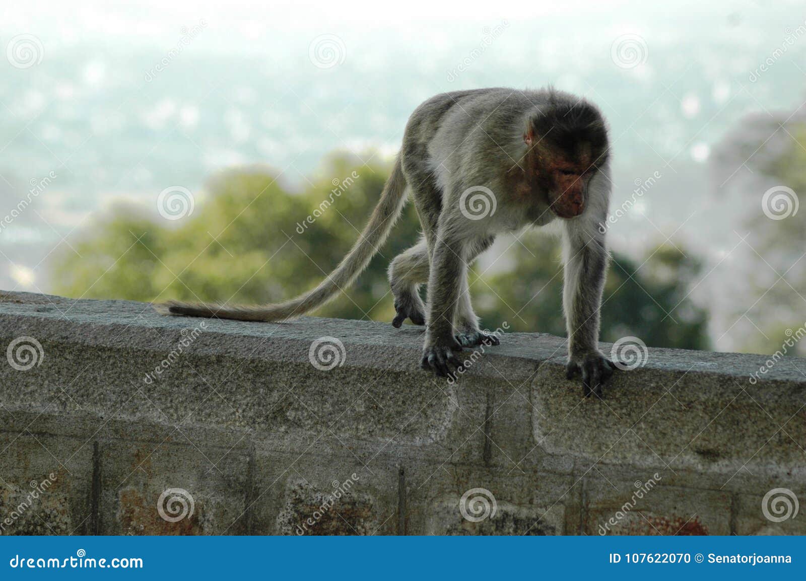 A little monkey stock photo. Image of jump, wild, food - 107622070