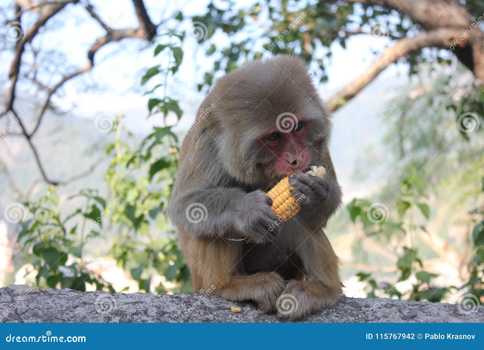 Little Monkey Eating a Sweet Corn Stock Photo - Image of monkey, eating ...