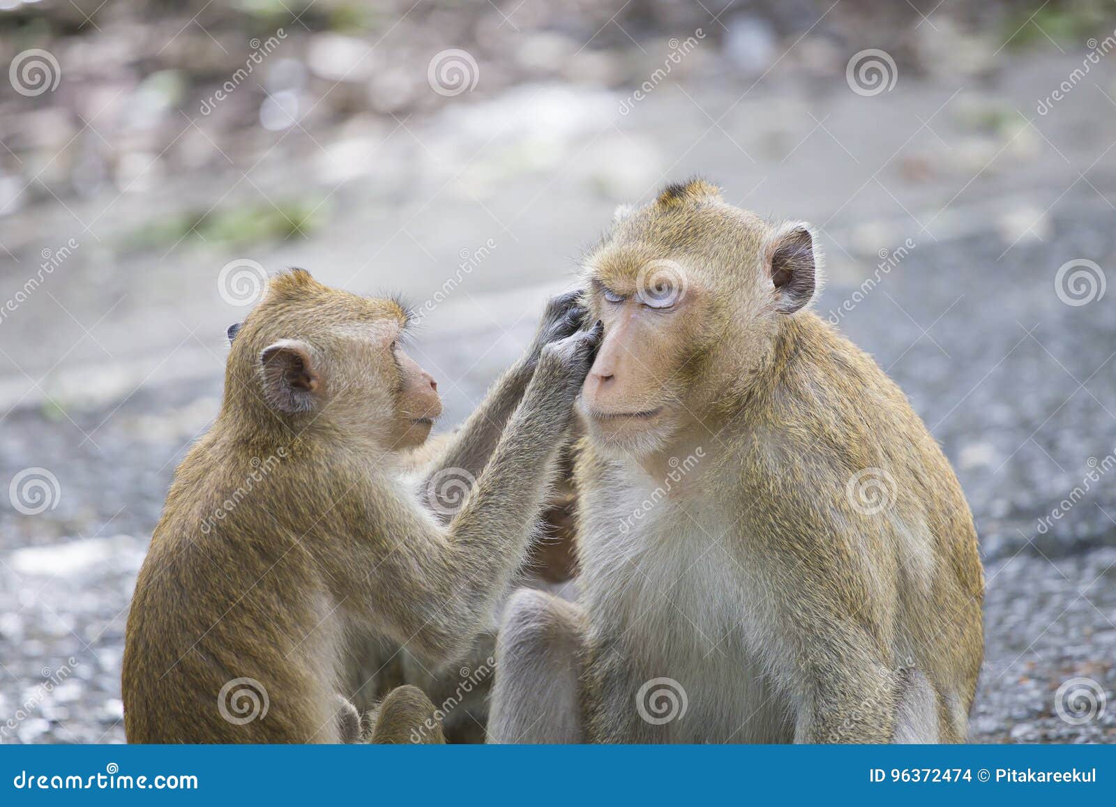 Little Monkey Find Tick for Other. Stock Photo - Image of background ...