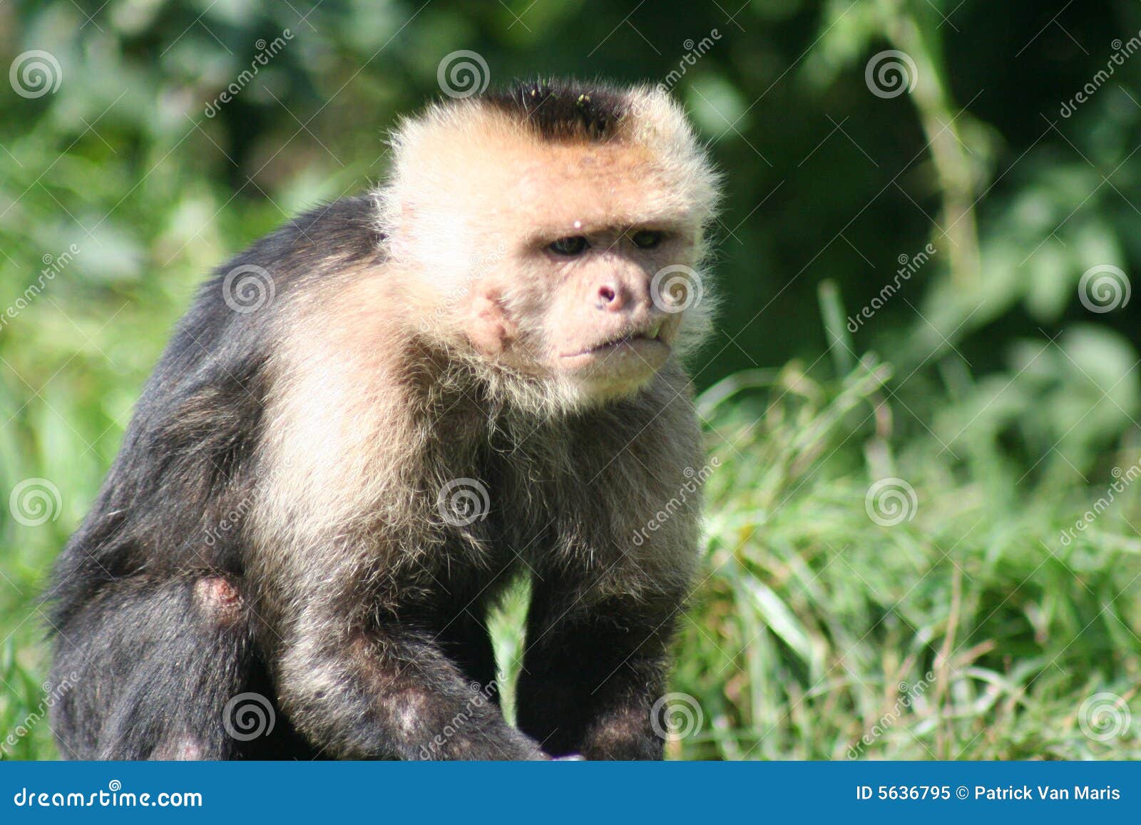 Little monkey frowning stock image. Image of confused - 5636795