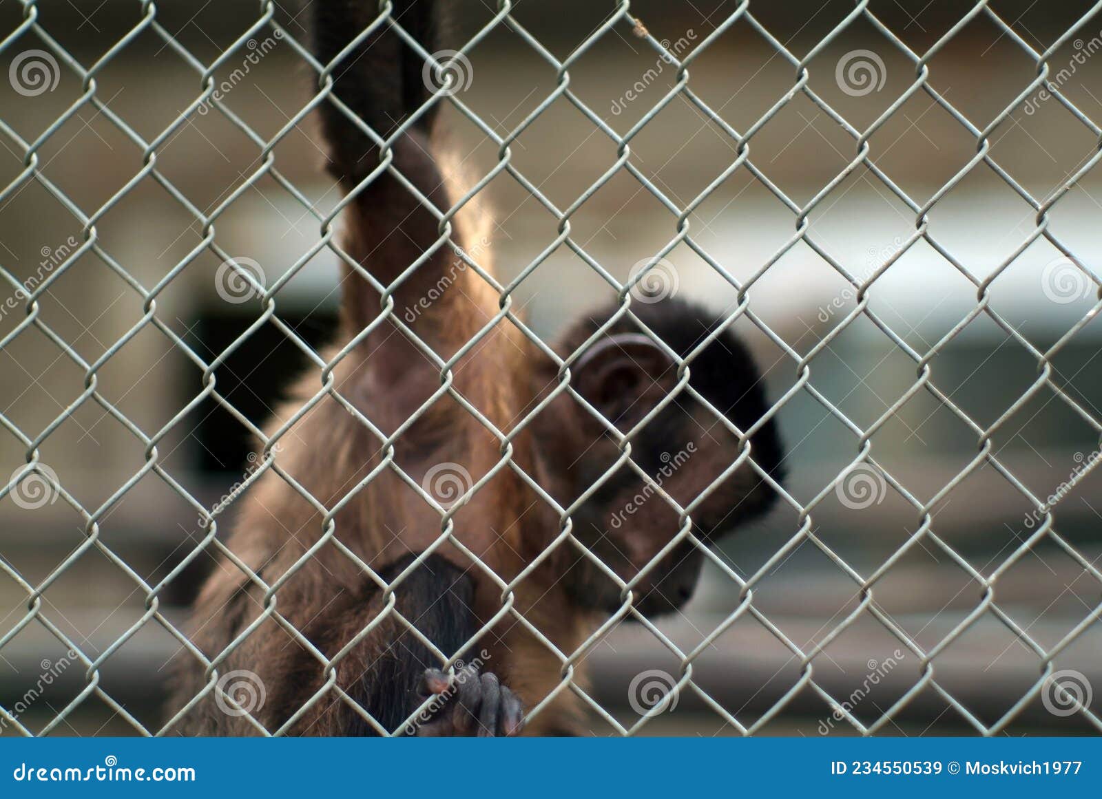A Little Monkey Hanging on a Fence in the Zoo Stock Image - Image of ...