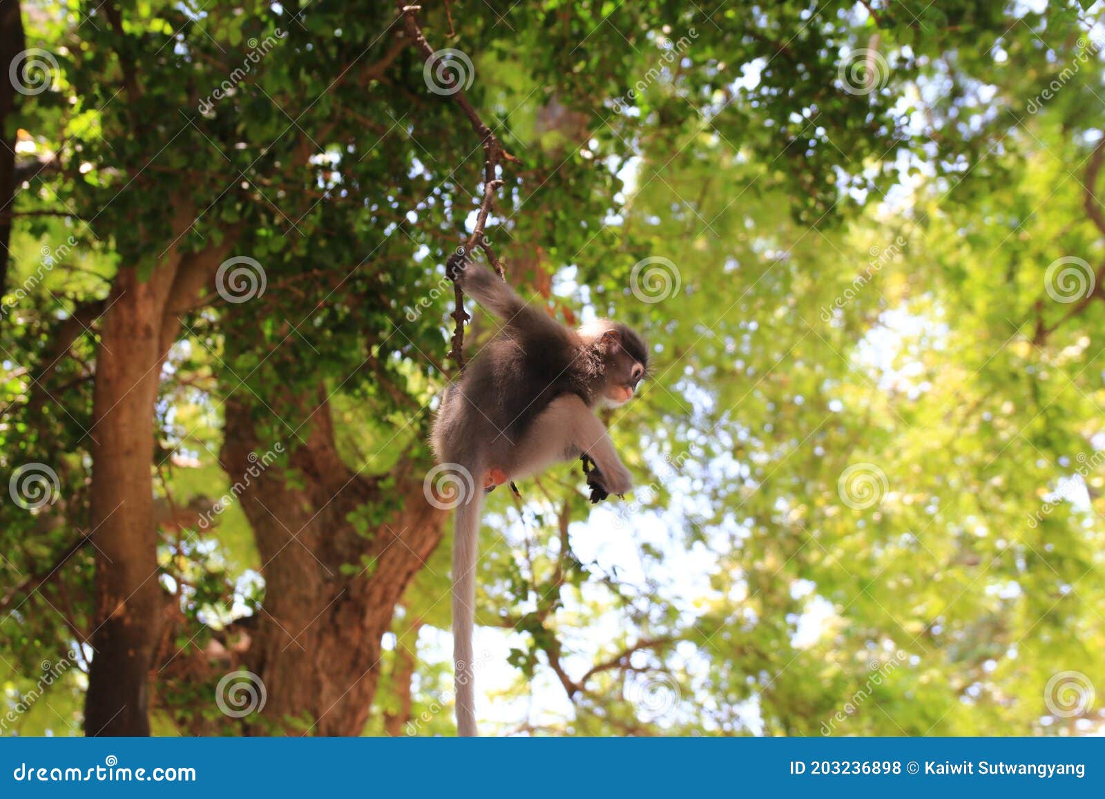 A Little Monkey Hanging from a Tree. Stock Photo - Image of squirrel ...