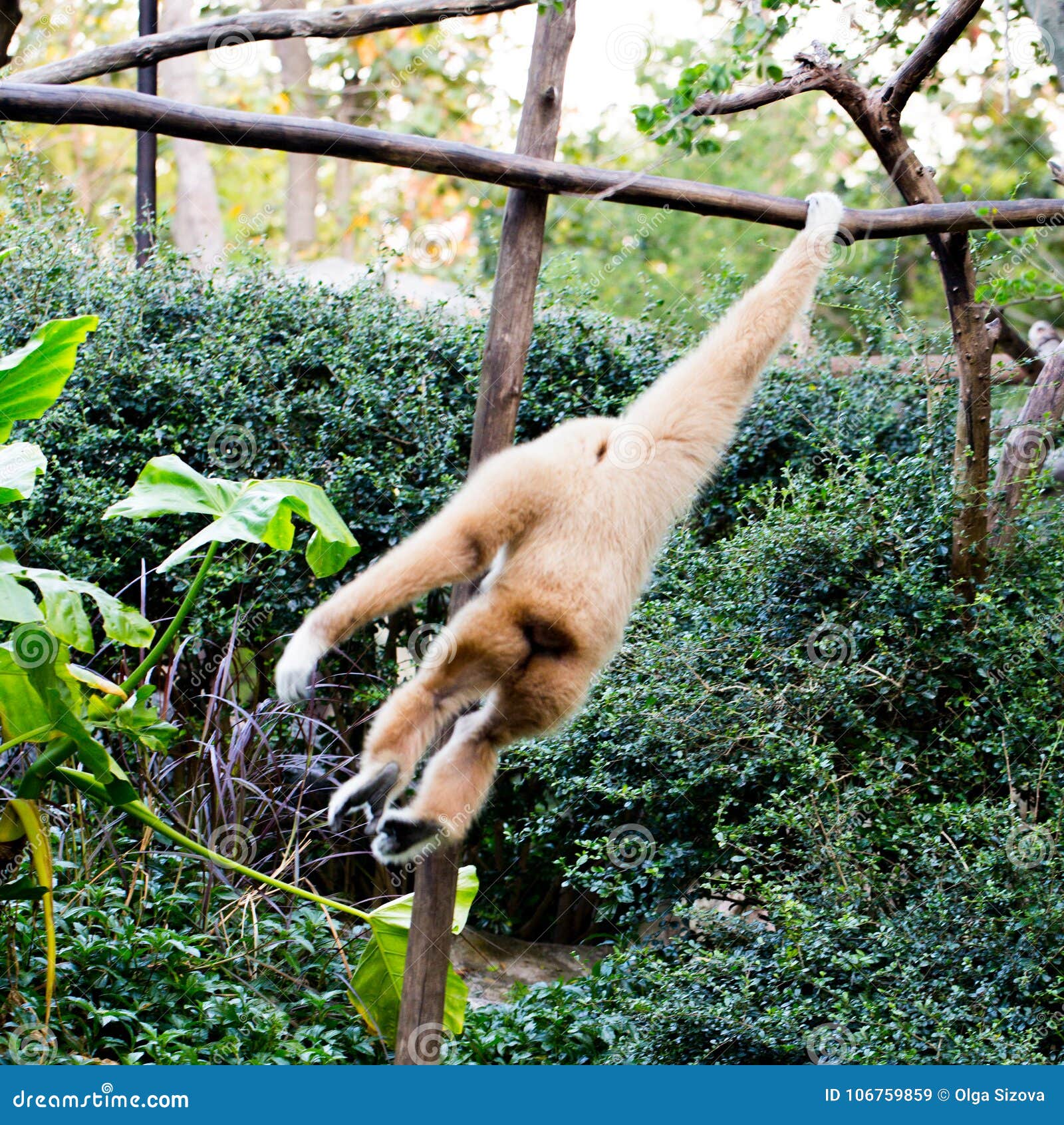 Little Monkey Hanging on the Tree Stock Image - Image of nature, little ...