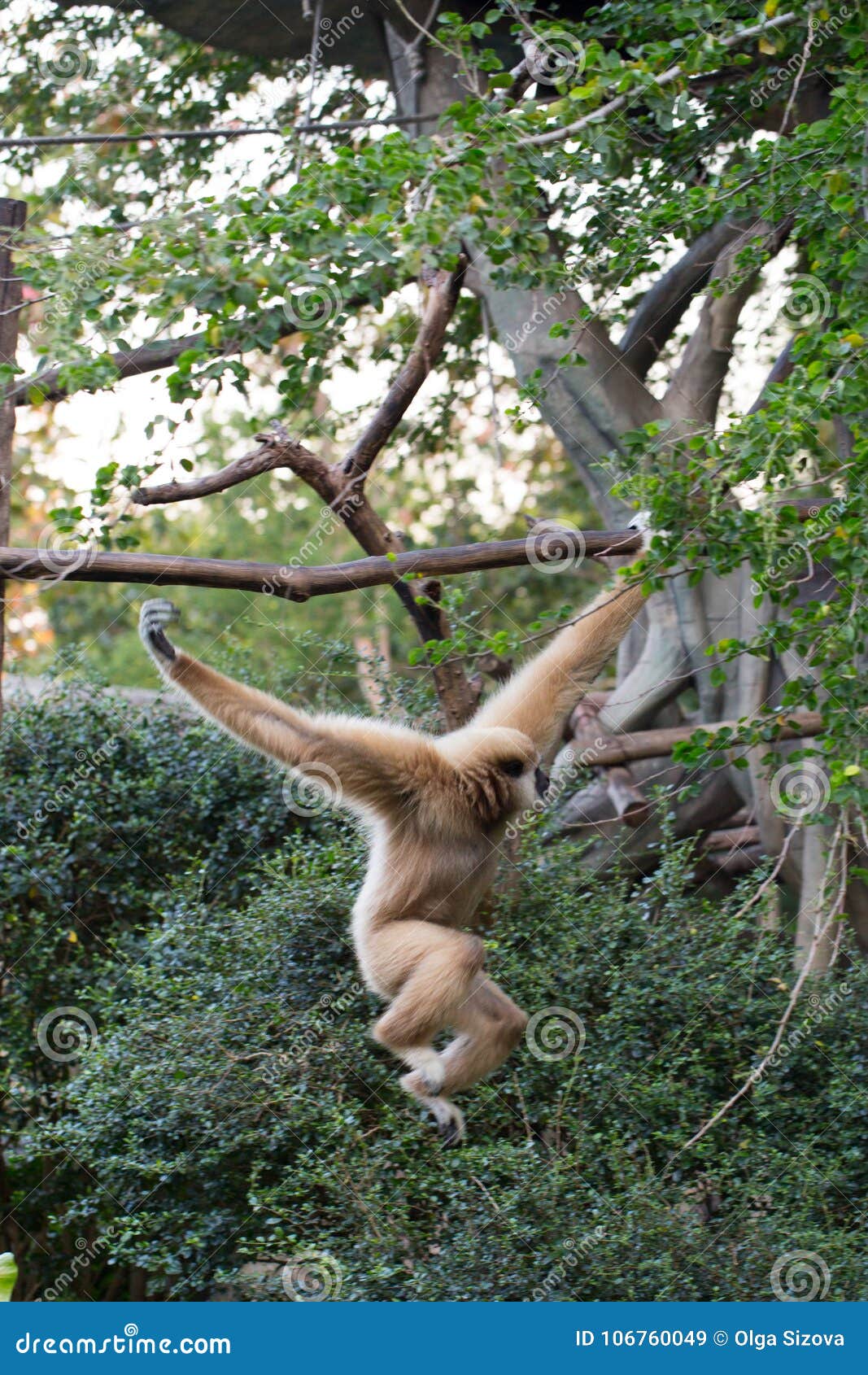 Little Monkey Hanging on the Tree Stock Image - Image of face, natural ...