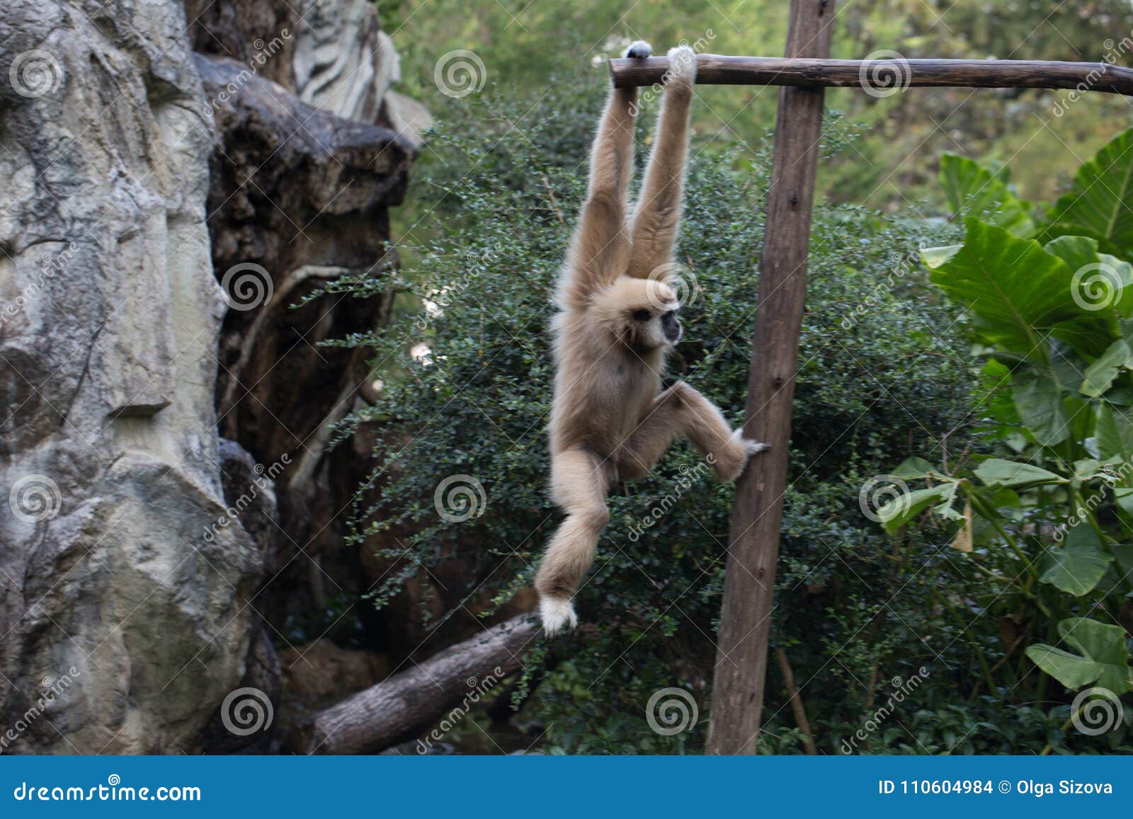 Little Monkey Hanging on the Tree Stock Photo - Image of cute, animal ...