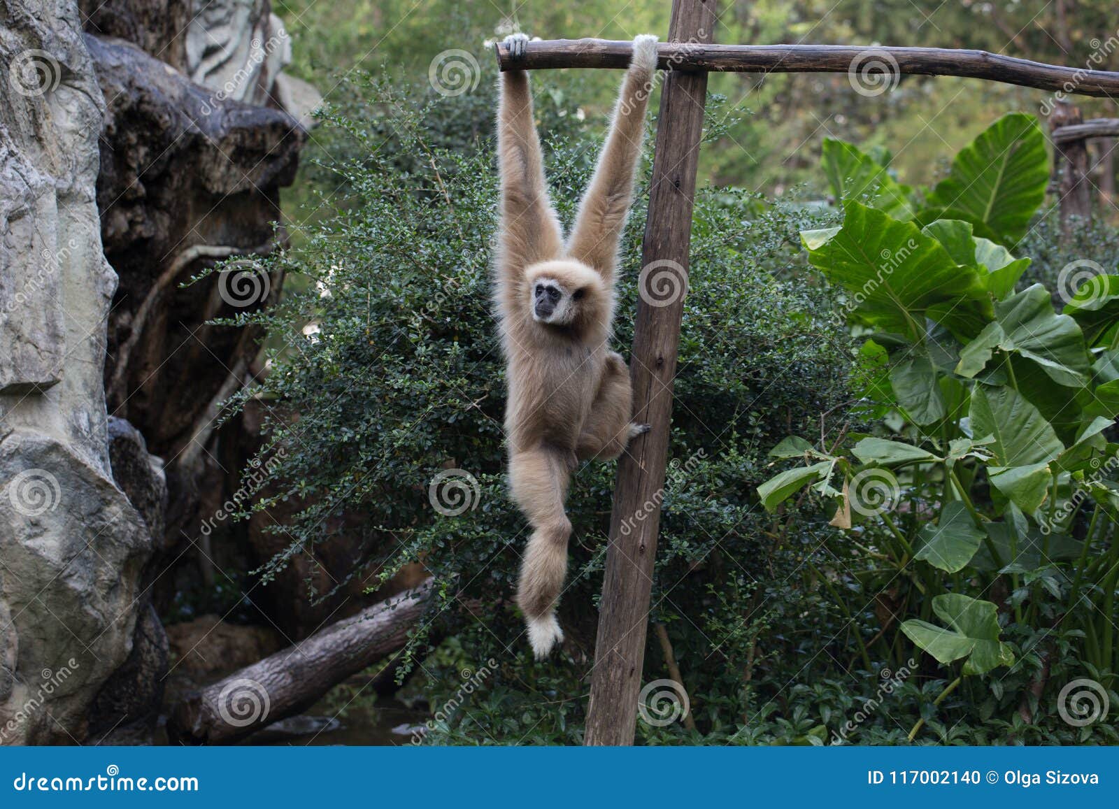 Little Monkey Hanging on the Tree Stock Photo - Image of asia, forest ...