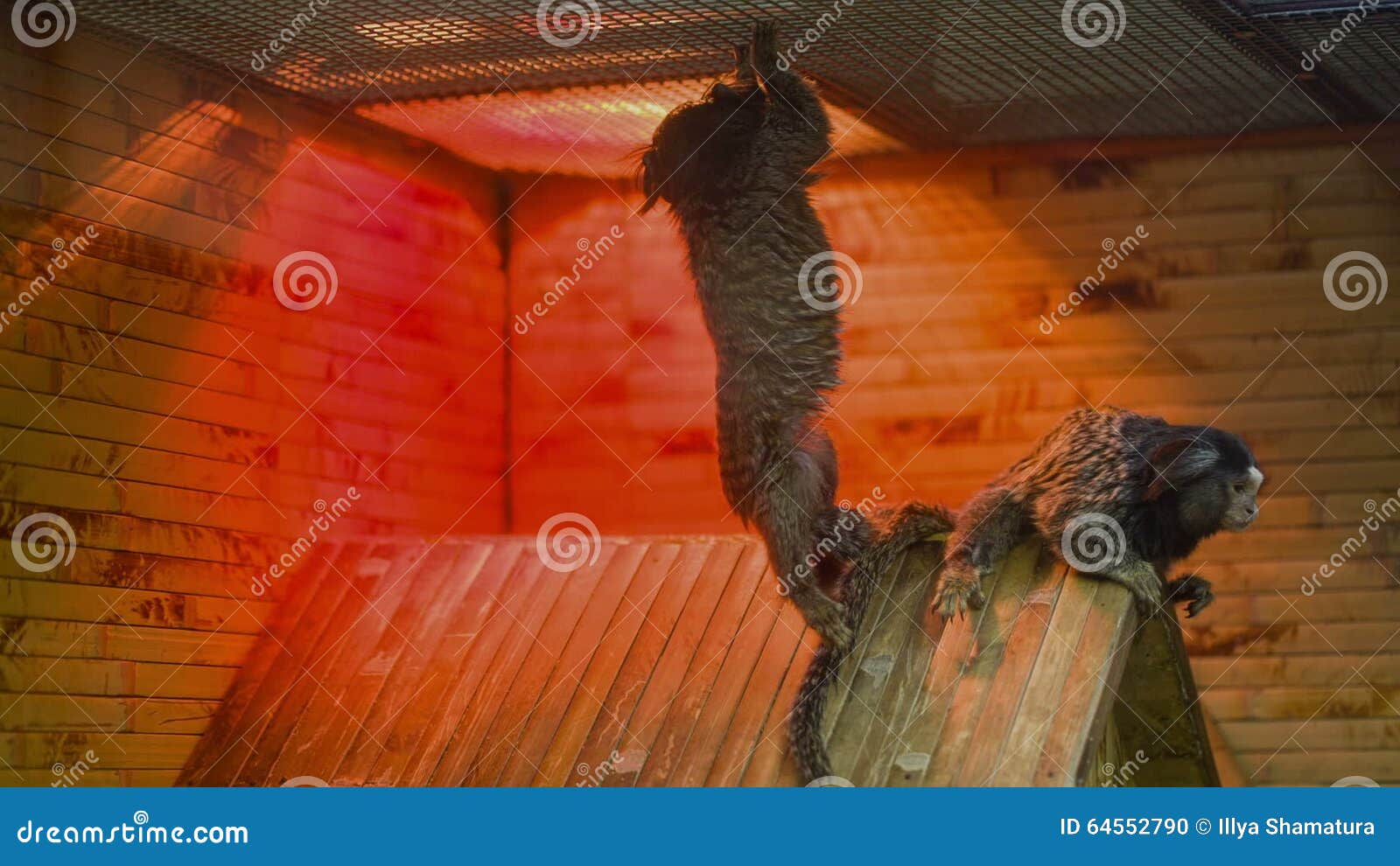 Little Monkey Hanging stock footage. Video of eating - 64552790