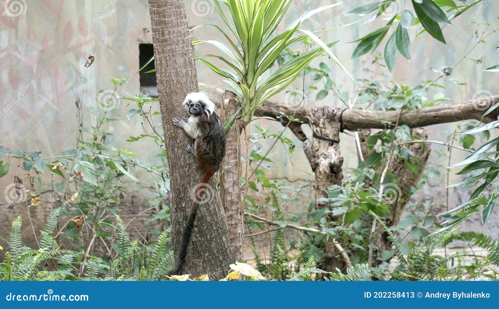 Little Monkey Hidden in the Woods Stock Image - Image of little, flower ...