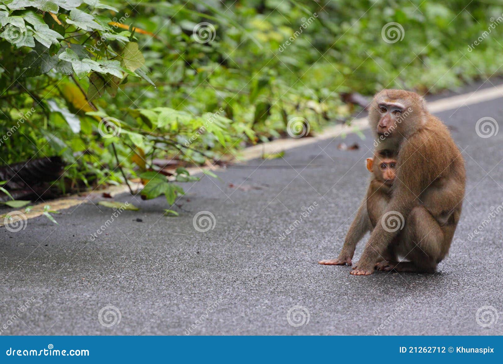 Little monkey hug on mom stock photo. Image of mother - 21262712
