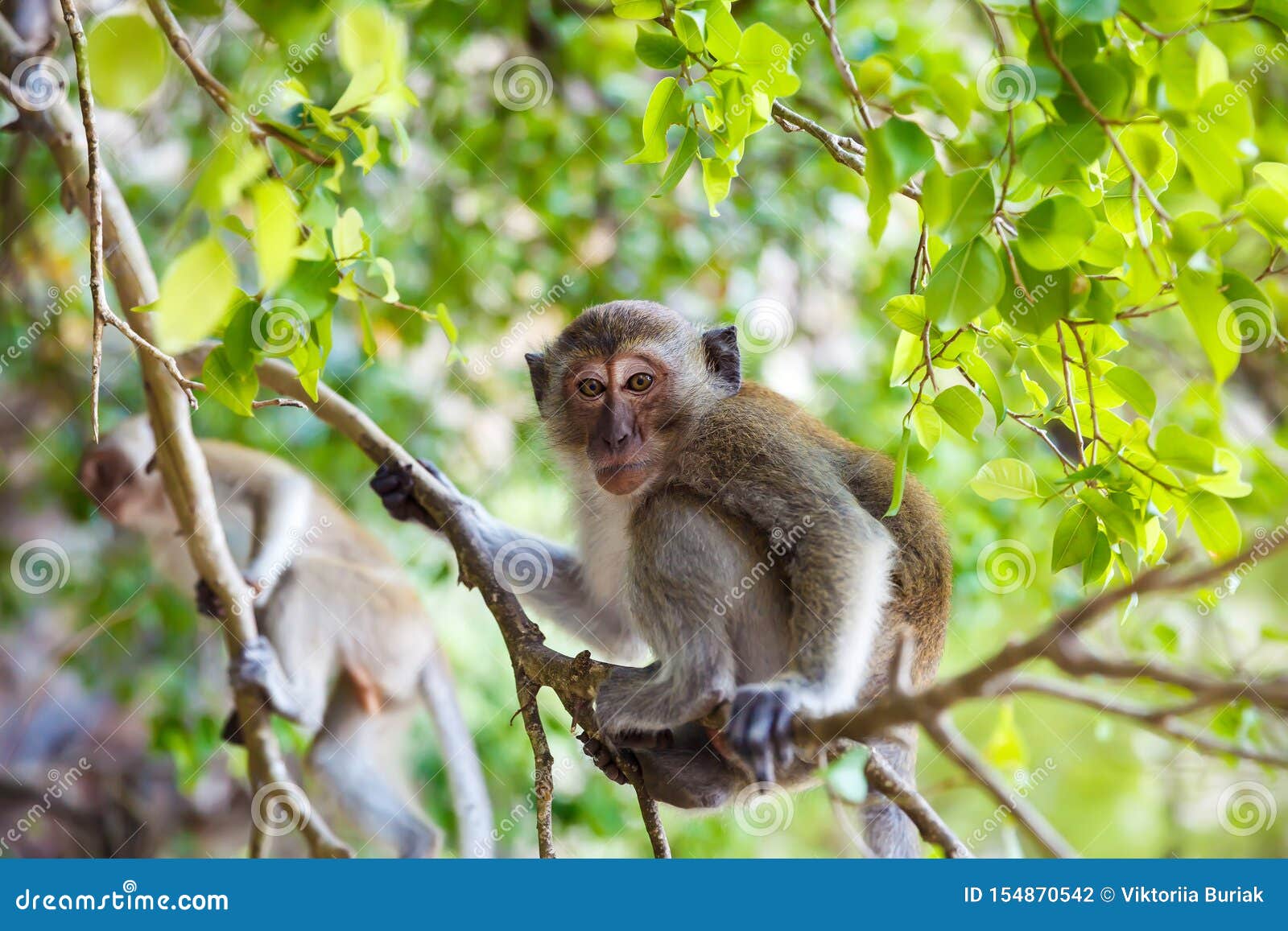 Little Monkey in the Jungle on a Tree Stock Photo - Image of ecology ...