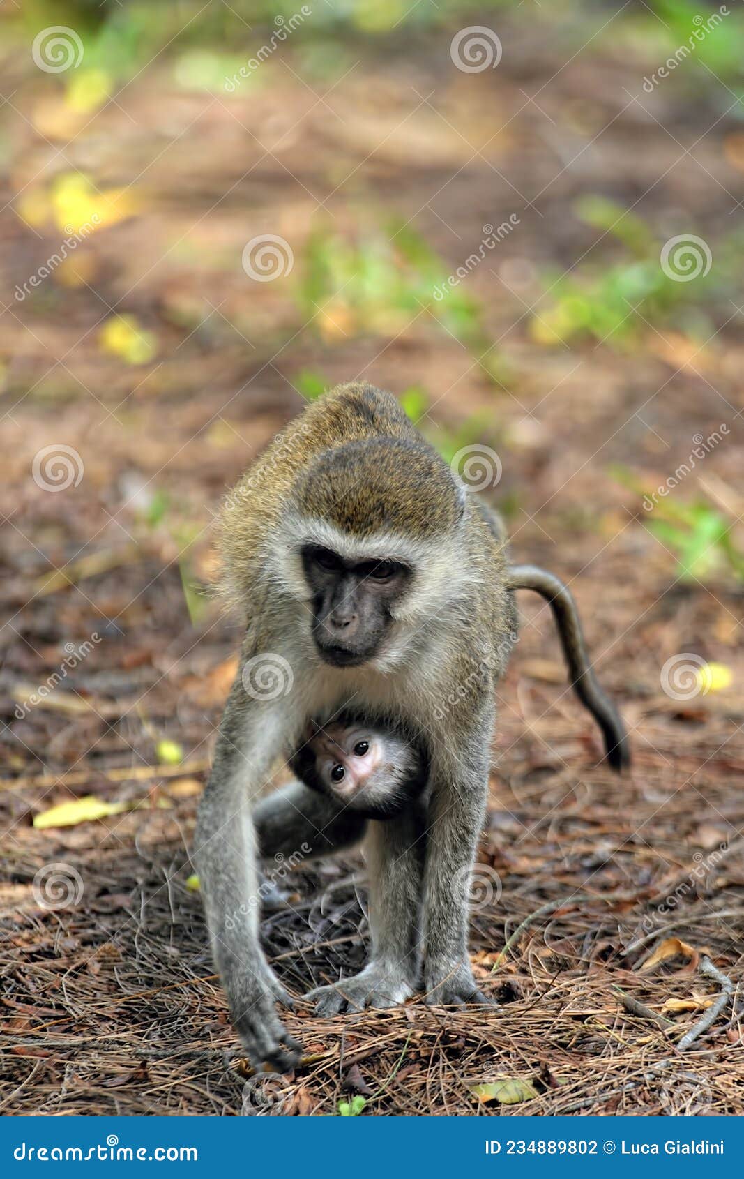A Little Monkey in the Leaves Stock Photo - Image of leaf, little ...