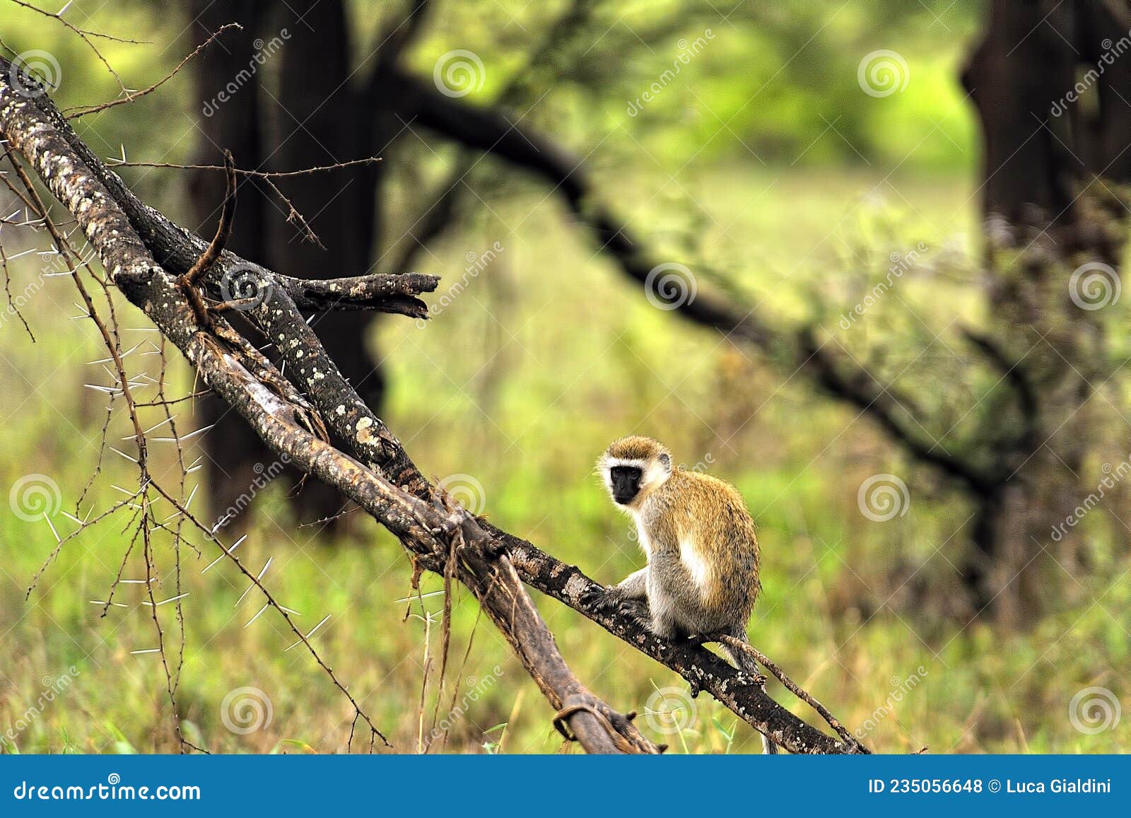 A Little Monkey in the Leaves Stock Photo - Image of asia, curious ...