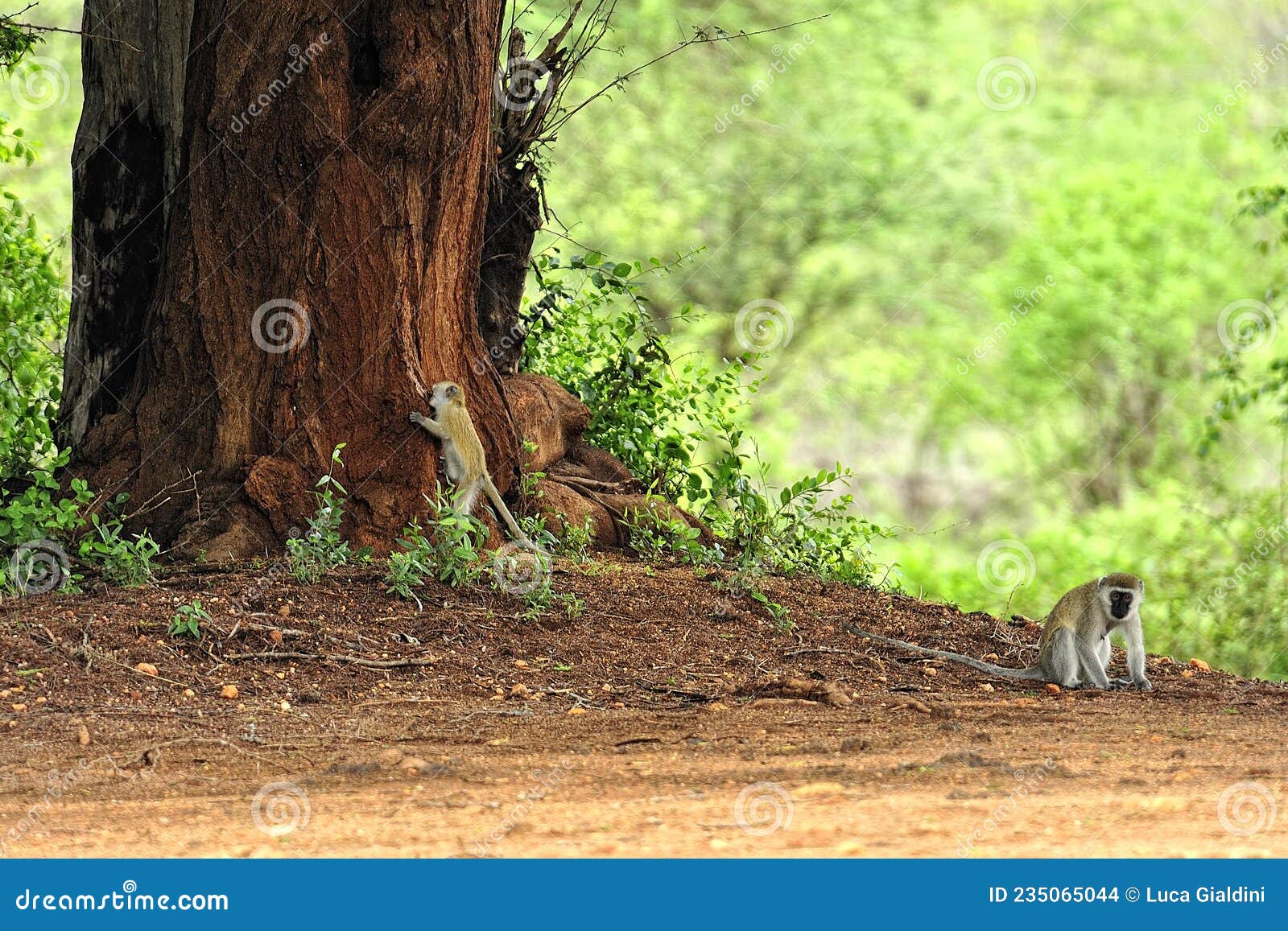A Little Monkey in the Leaves Stock Photo - Image of monkey, adorable ...