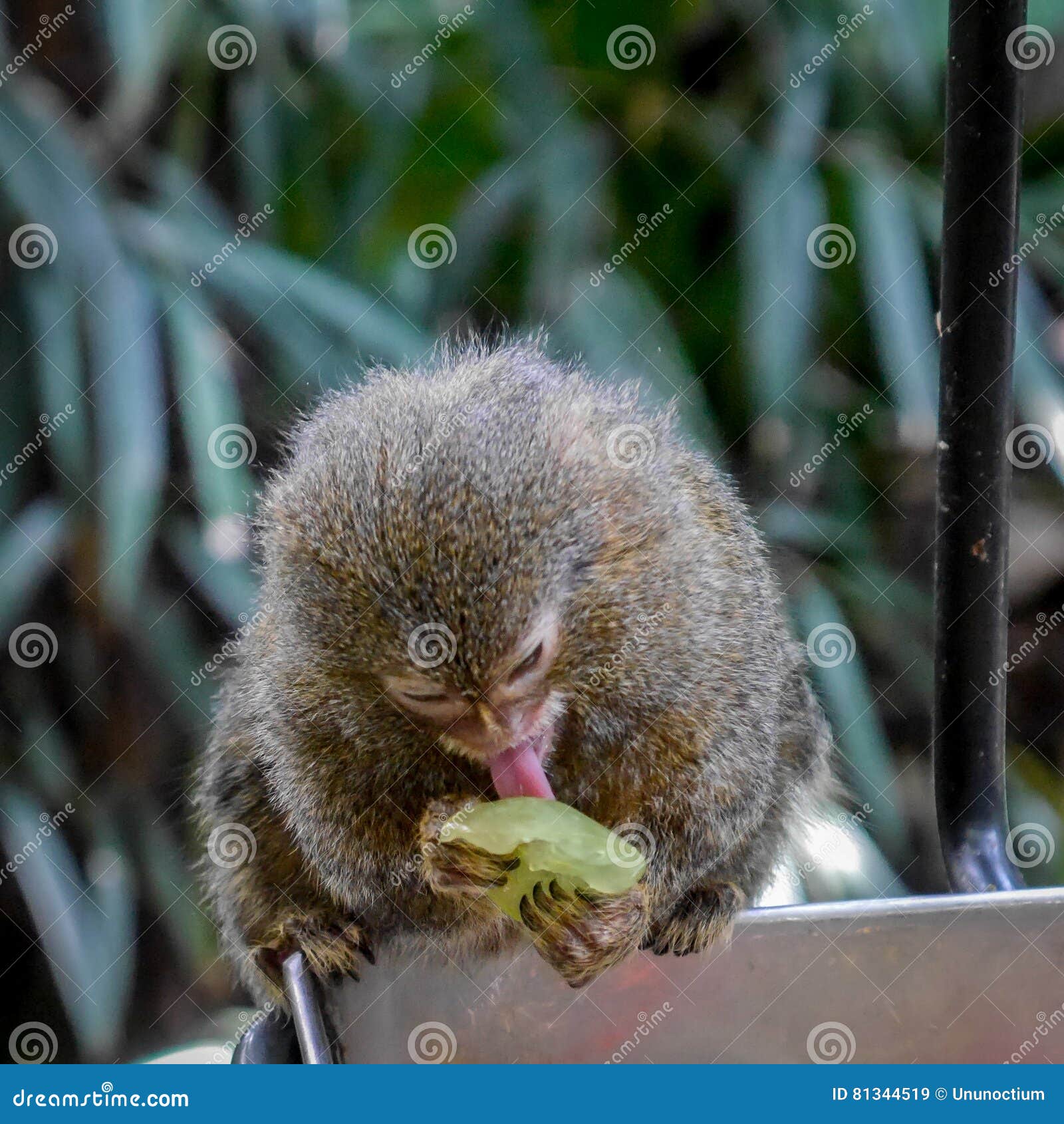 Little Monkey Licking a Delicious Grape Stock Image - Image of ...
