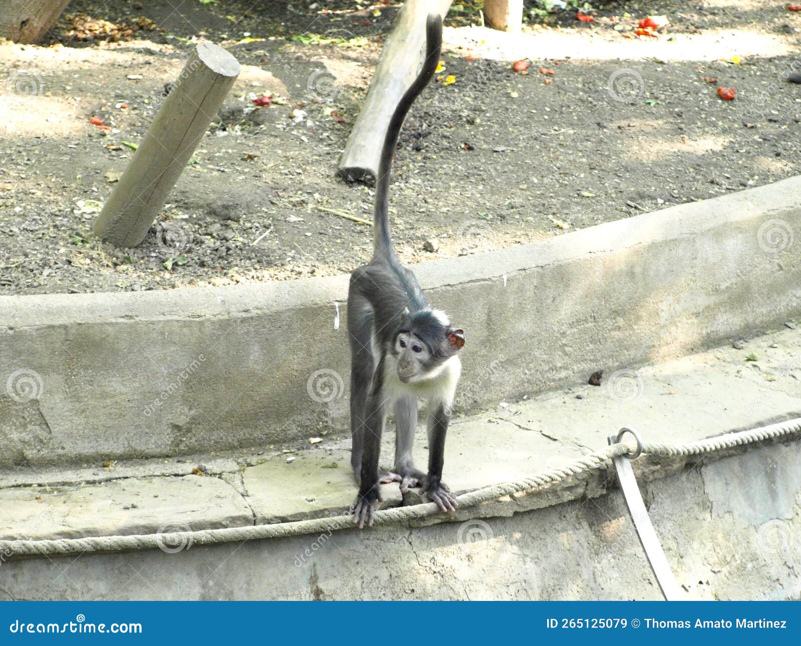 Little Monkey Looking for Food Stock Image - Image of primate, time ...