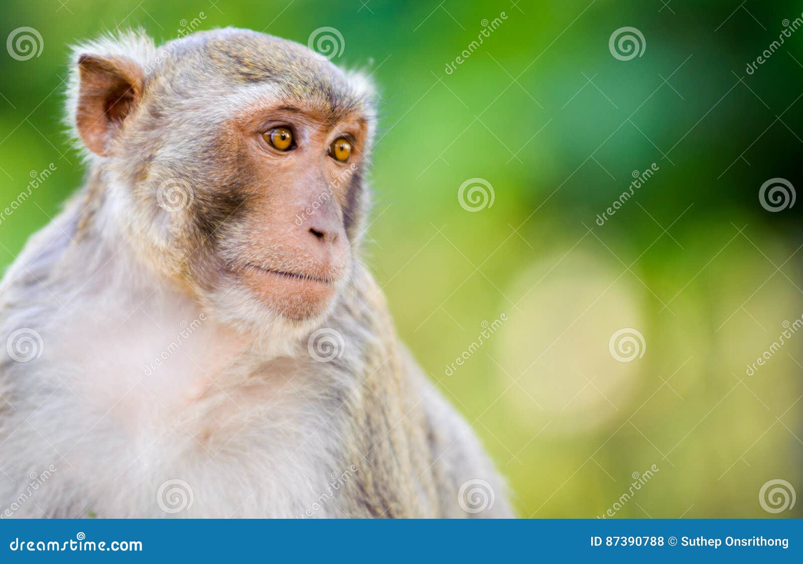 Little Monkey Looking for Something. Stock Photo - Image of wildlife ...