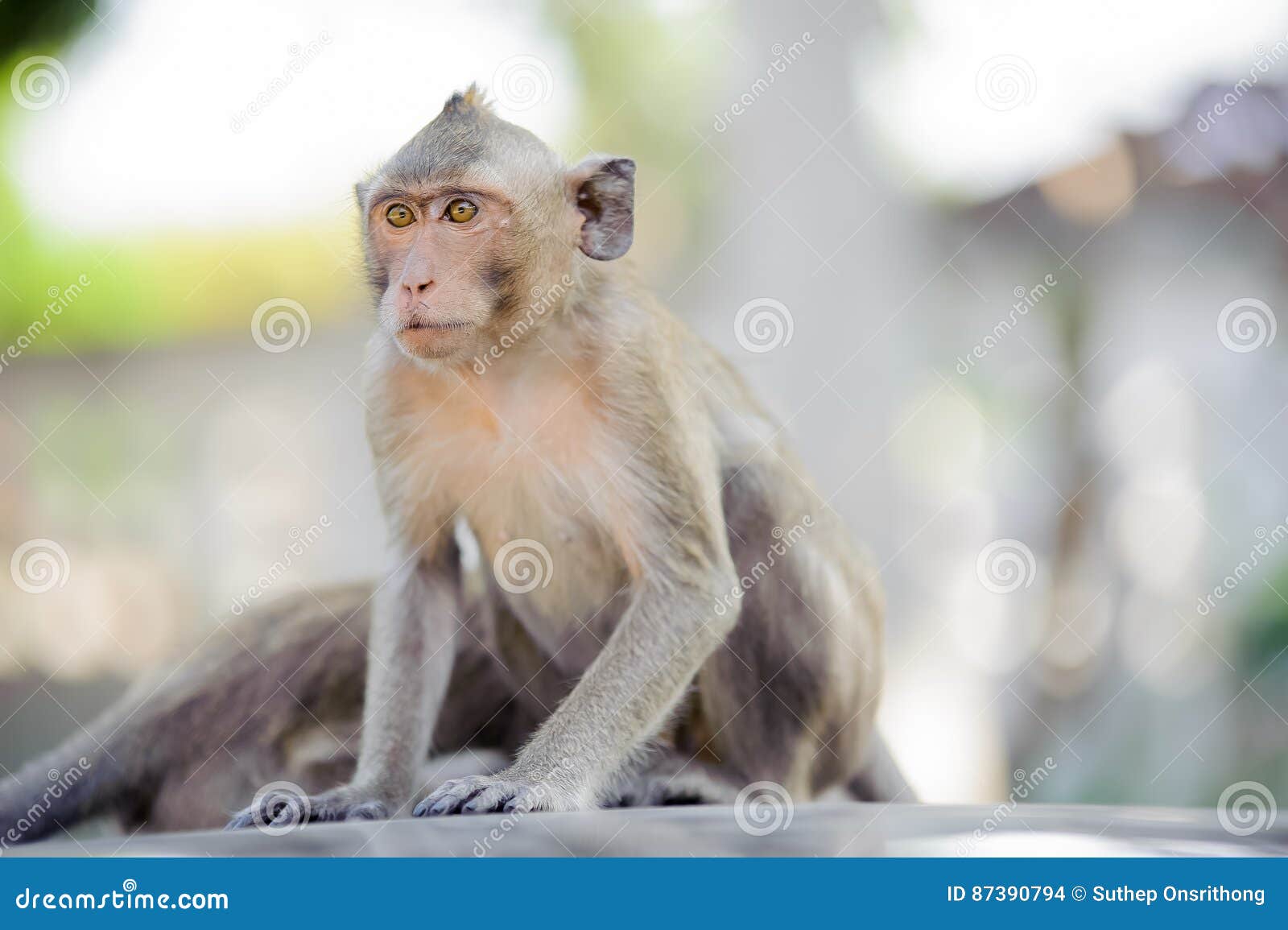 Little Monkey Looking for Something.3 Stock Photo - Image of little ...
