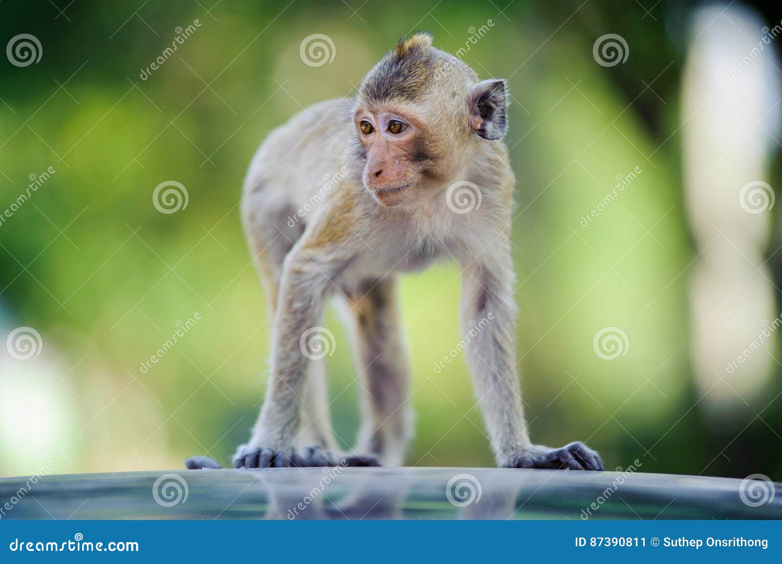Little Monkey Looking for Something.4 Stock Image - Image of wildlife ...