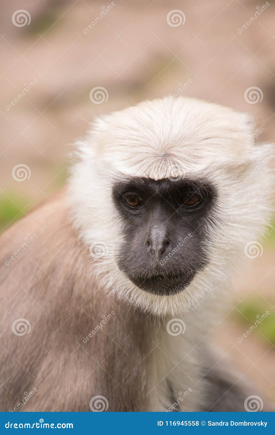 A Little Monkey Looks into the Camera Stock Photo - Image of look, eyes ...