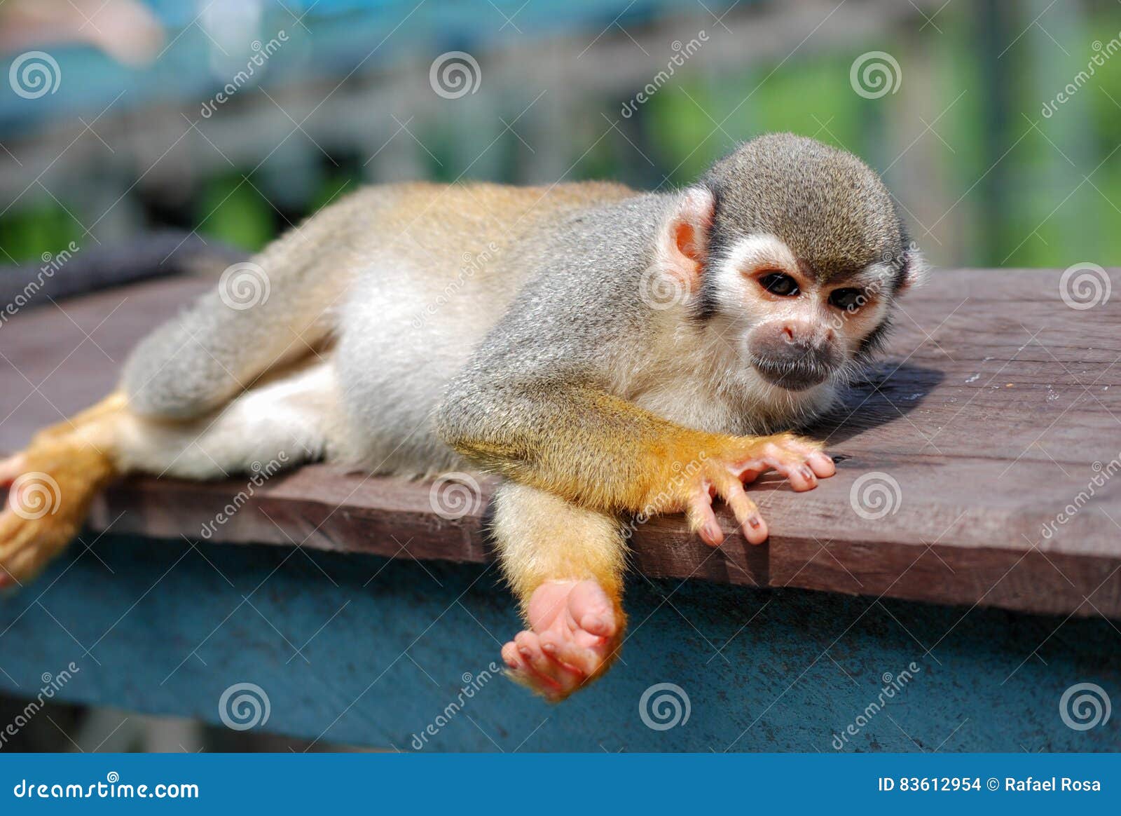 Little Monkey Lying on Wood Stock Photo - Image of look, tranquil: 83612954