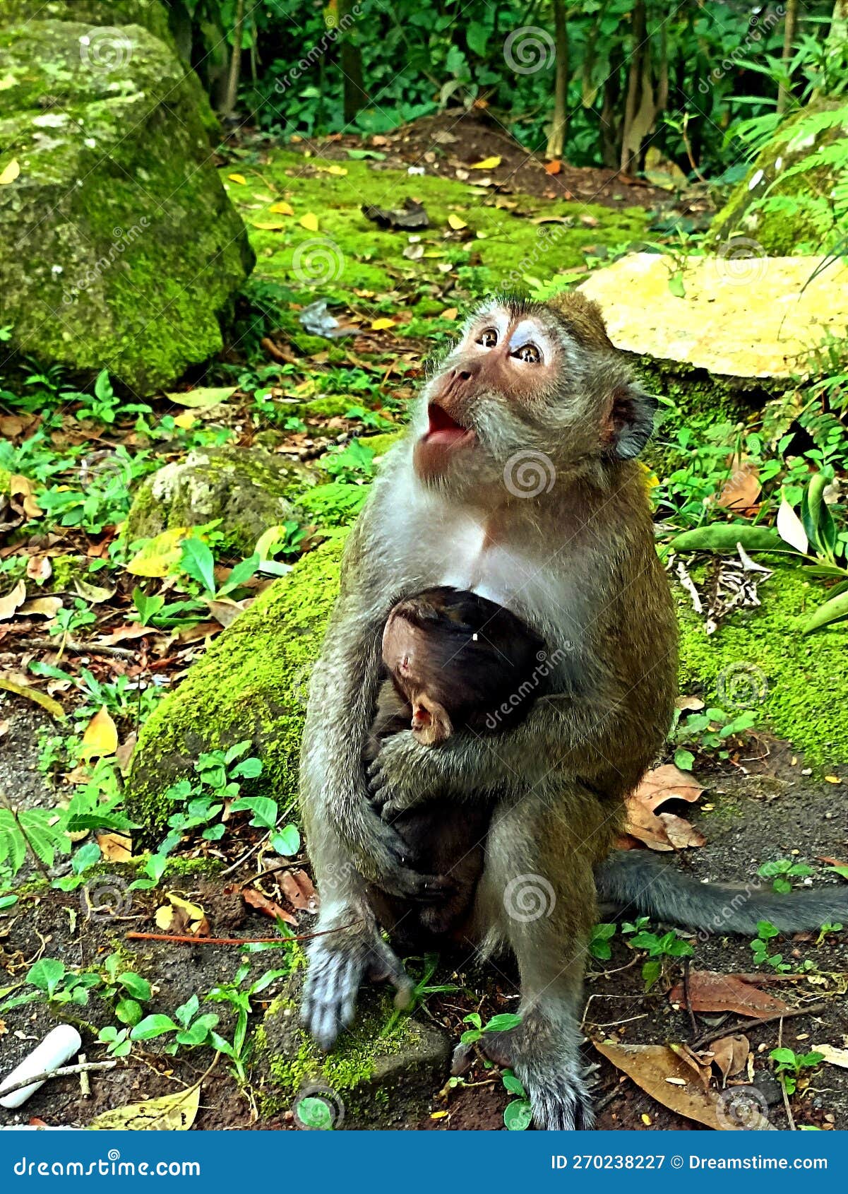 Little Monkey and Mommy on Merapi National Park Stock Image - Image of ...