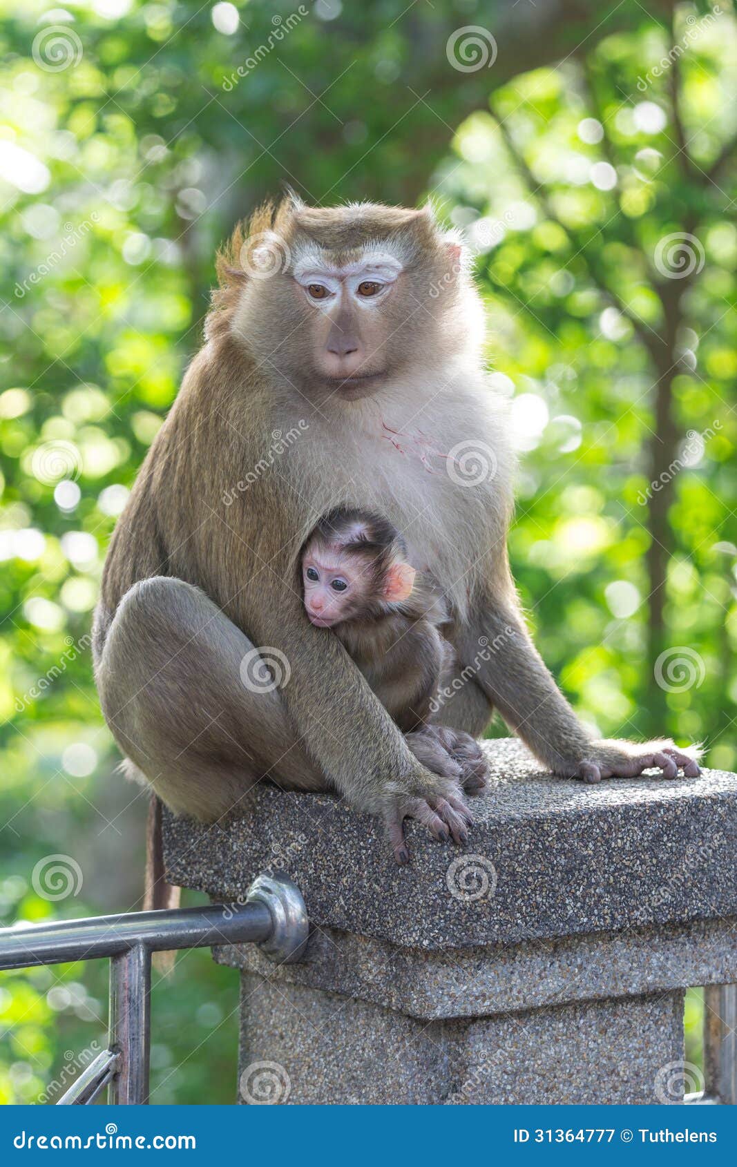 Little Monkey beside Mother Stock Image - Image of hair, cage: 31364777