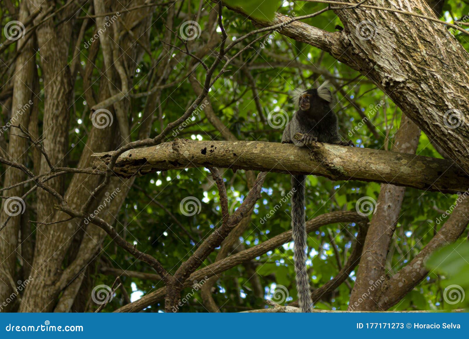 Little Monkey Perched on a Tree Branch Stock Image - Image of branch ...