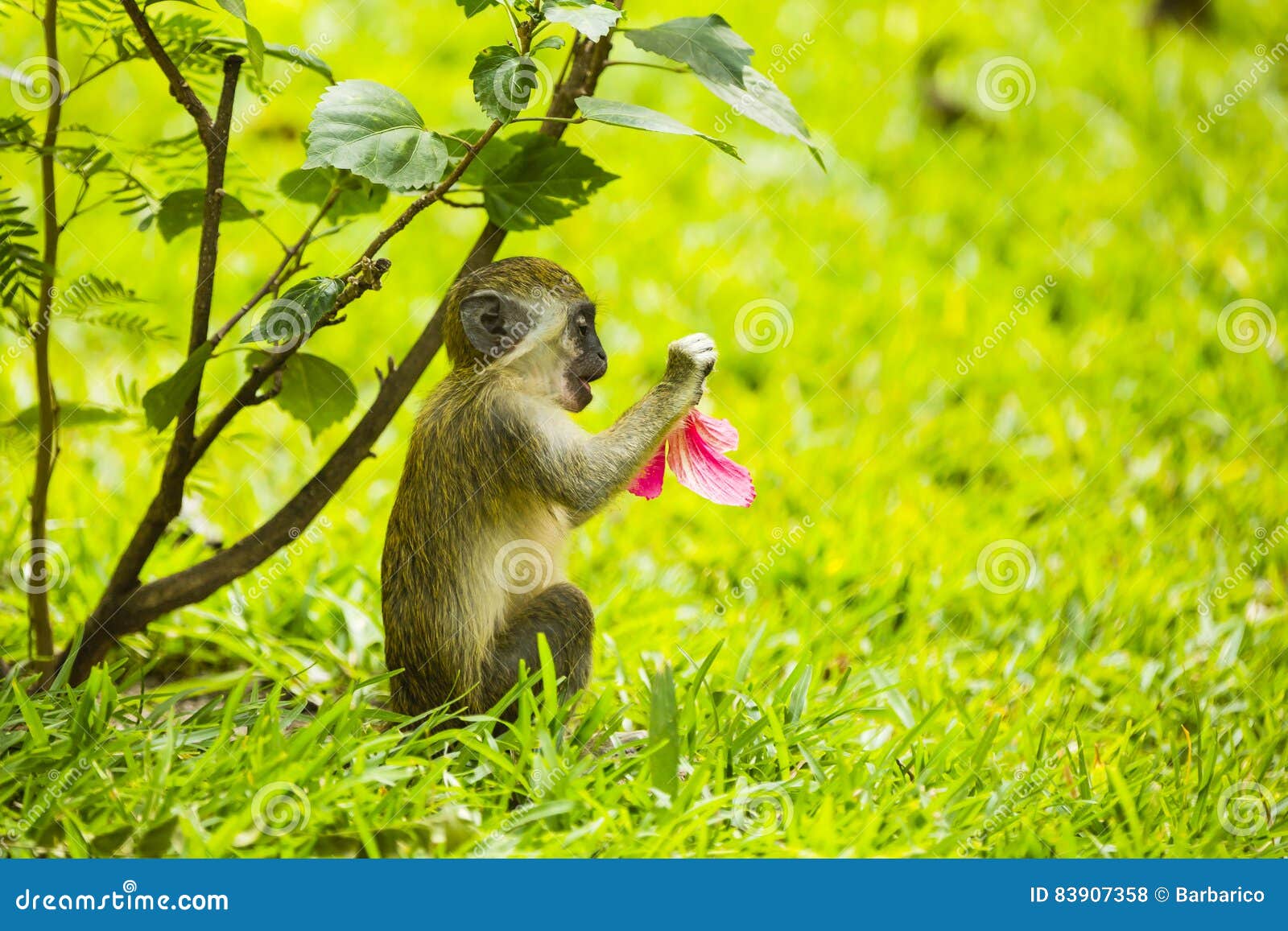 A Little Monkey with a Pink Flower Stock Photo - Image of west, animal ...