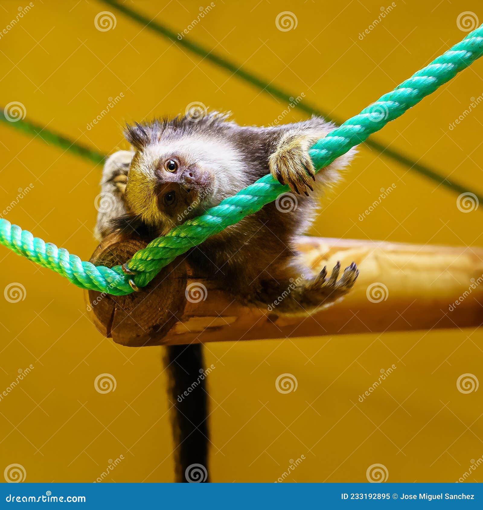 Little Monkey Playing with Some Ropes on a Stick and Looking at the ...