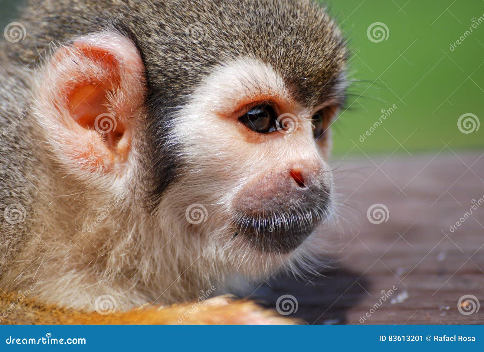 Little Monkey Resting on Wood Stock Image - Image of baby, sits: 83613201