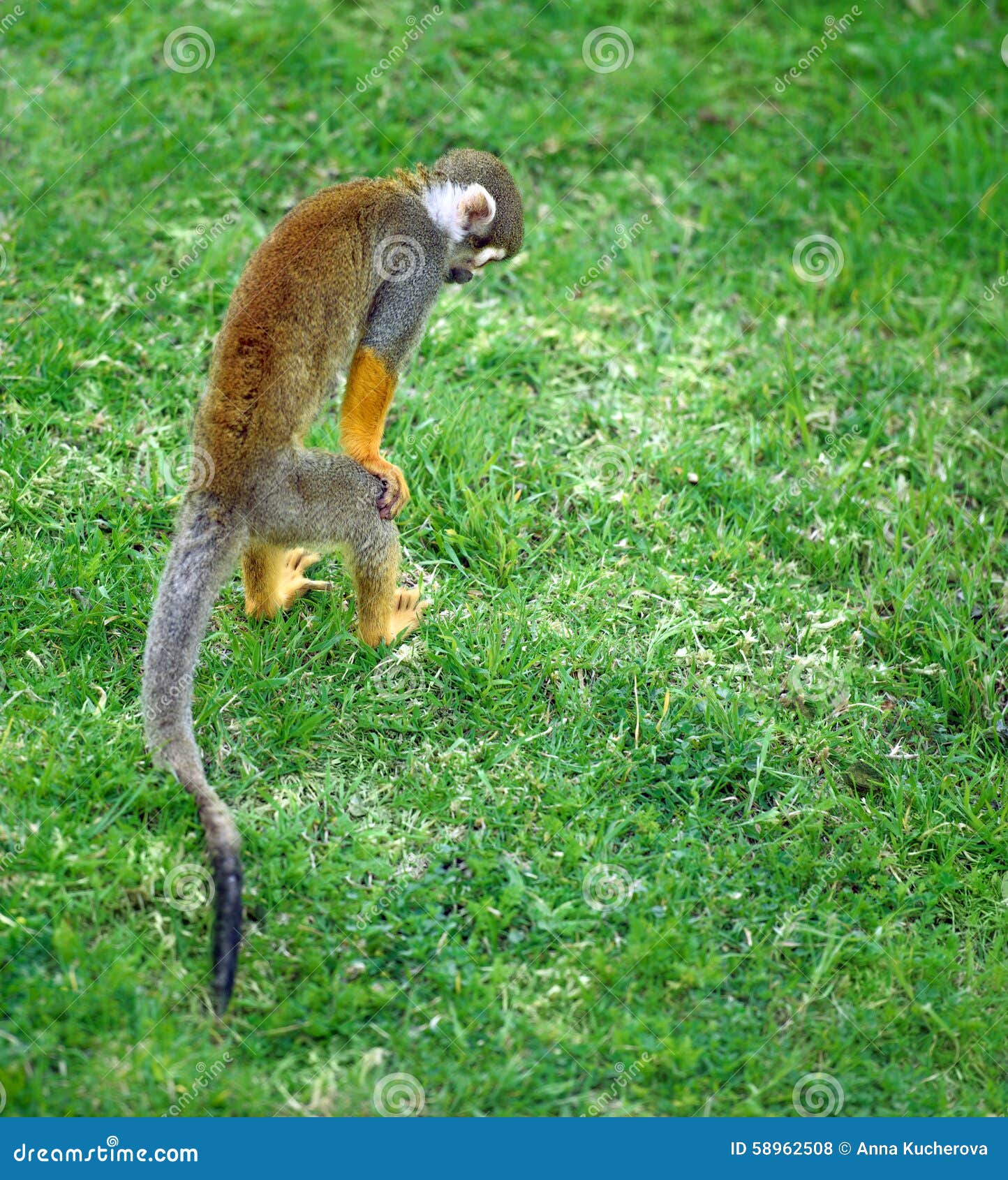 Little Monkey Searching for Something in the Grass Stock Photo - Image ...