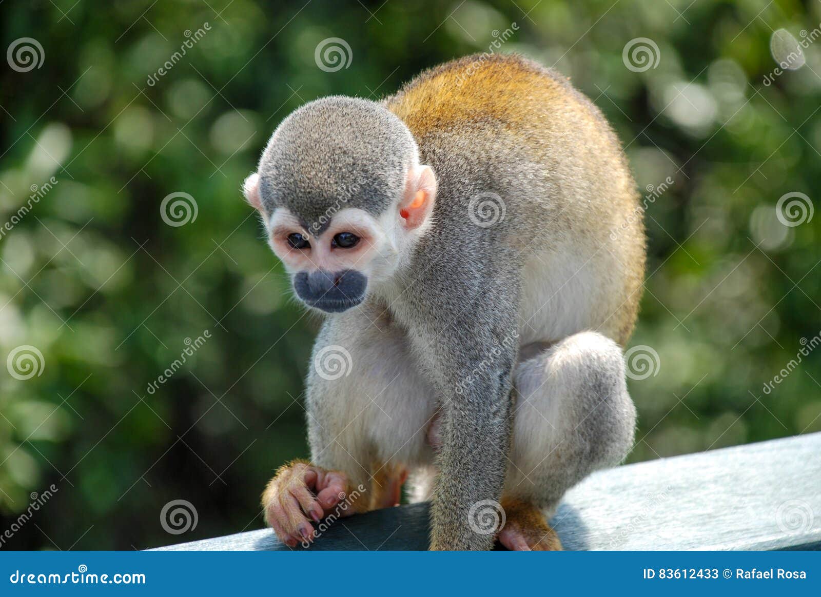 Little Monkey Seated on Wood Stock Image - Image of monkey, hairy: 83612433