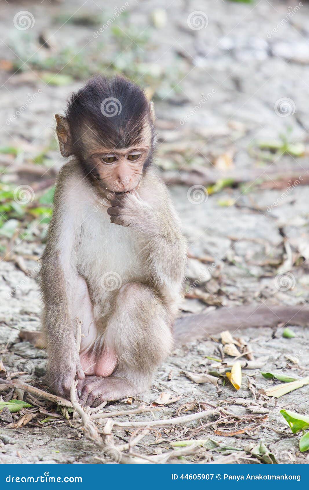 Little monkey shy stock image. Image of cute, fingers - 44605907