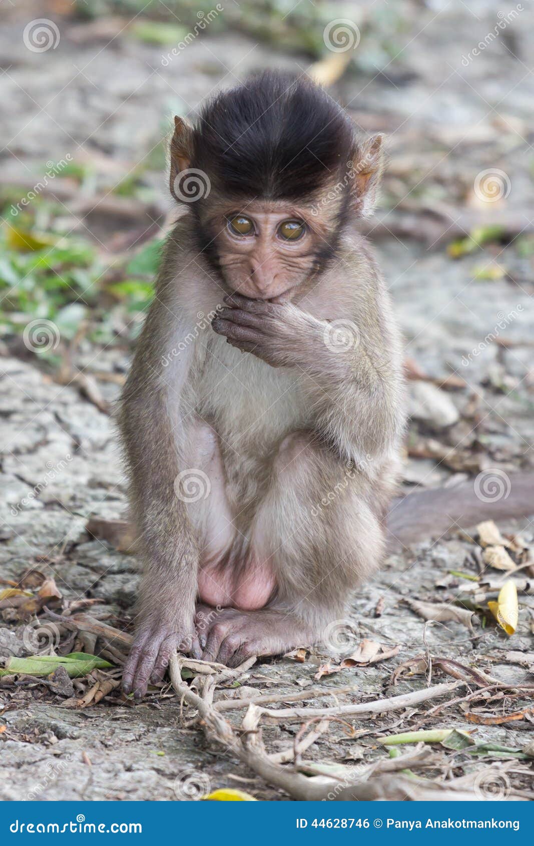Little monkey shy stock photo. Image of little, face - 44628746