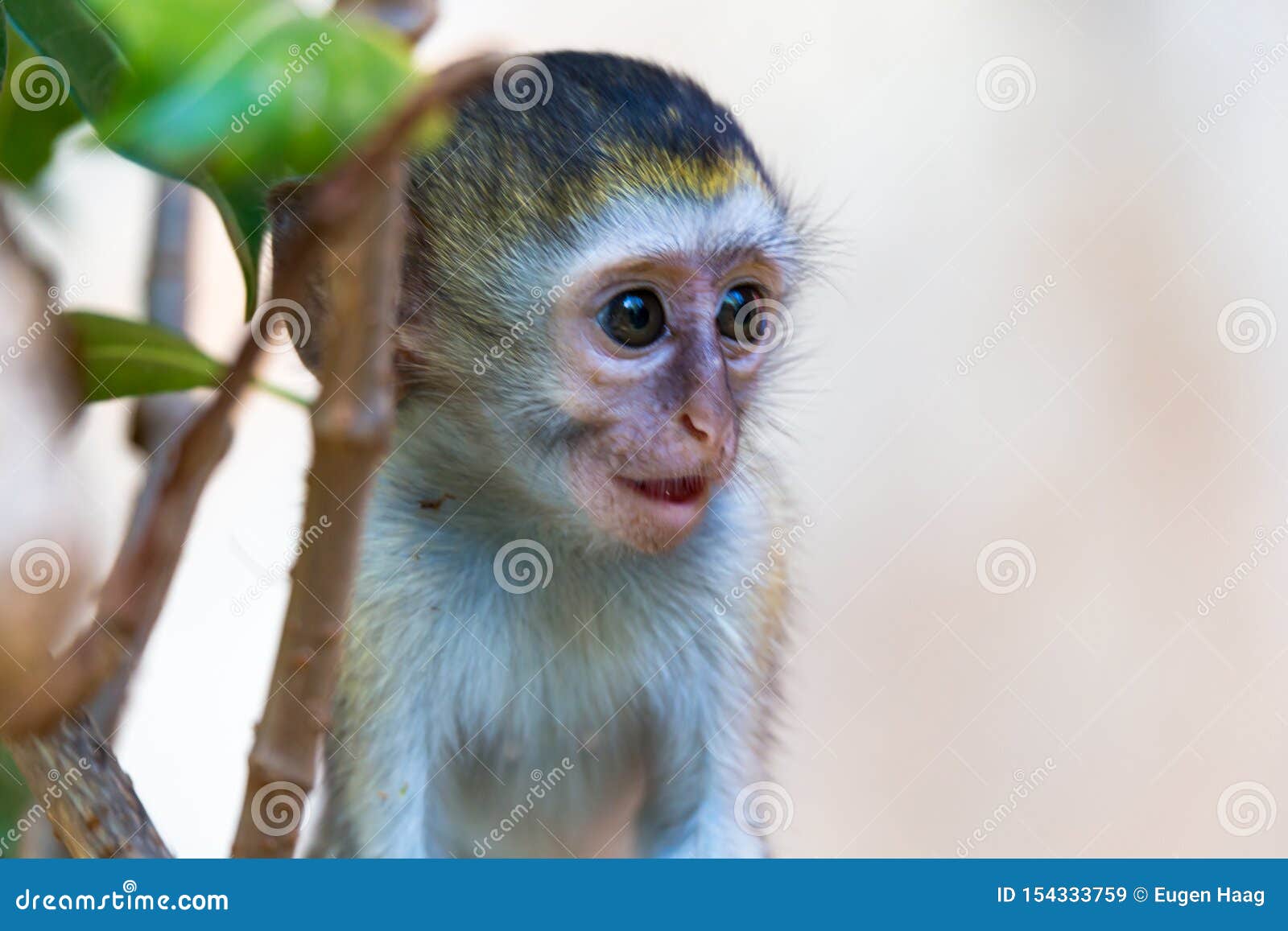 A Little Monkey Sits and Looks Very Curious Stock Image - Image of ...