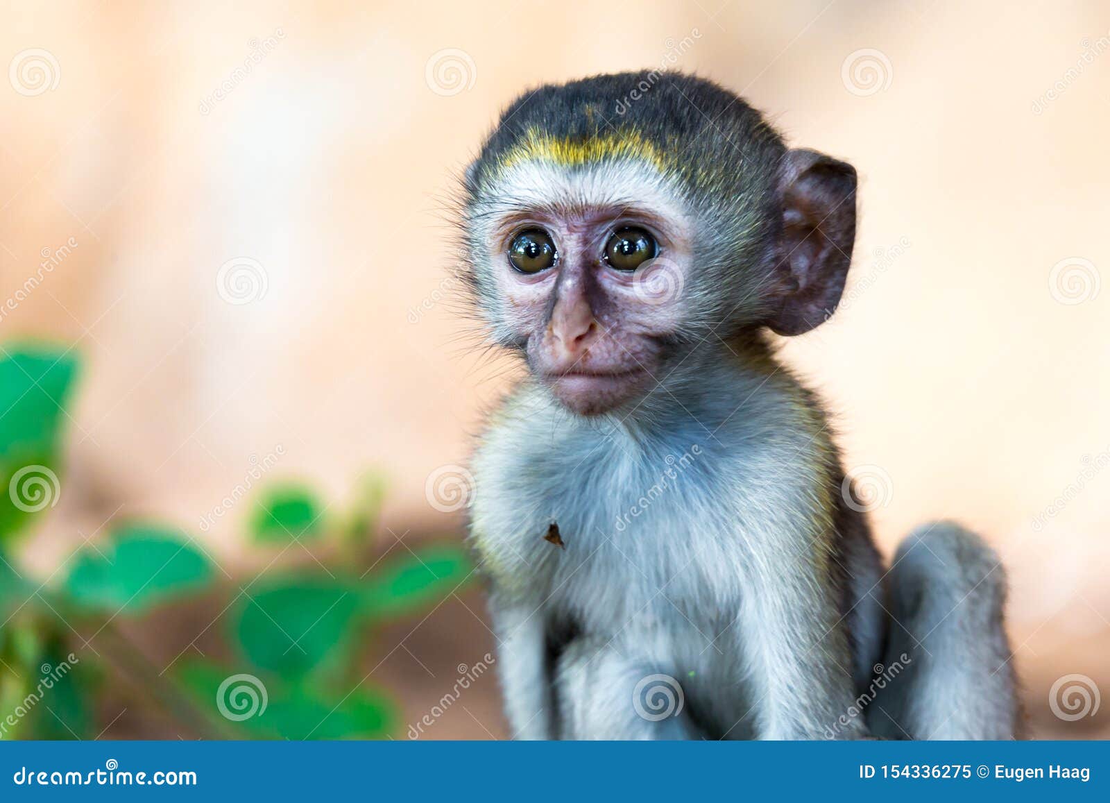A Little Monkey Sits and Looks Very Curious Stock Image - Image of cute ...