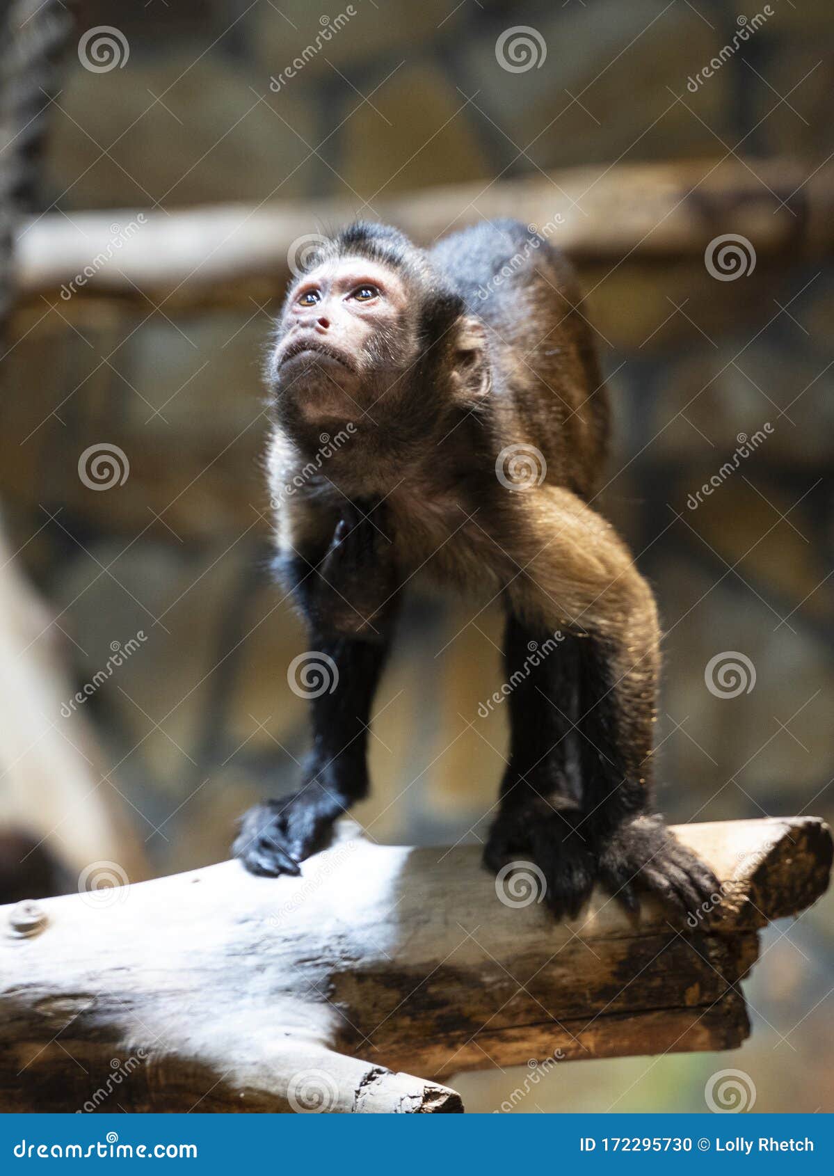 Little Monkey Sitting on a Branch and Looking Up at the Light Stock ...