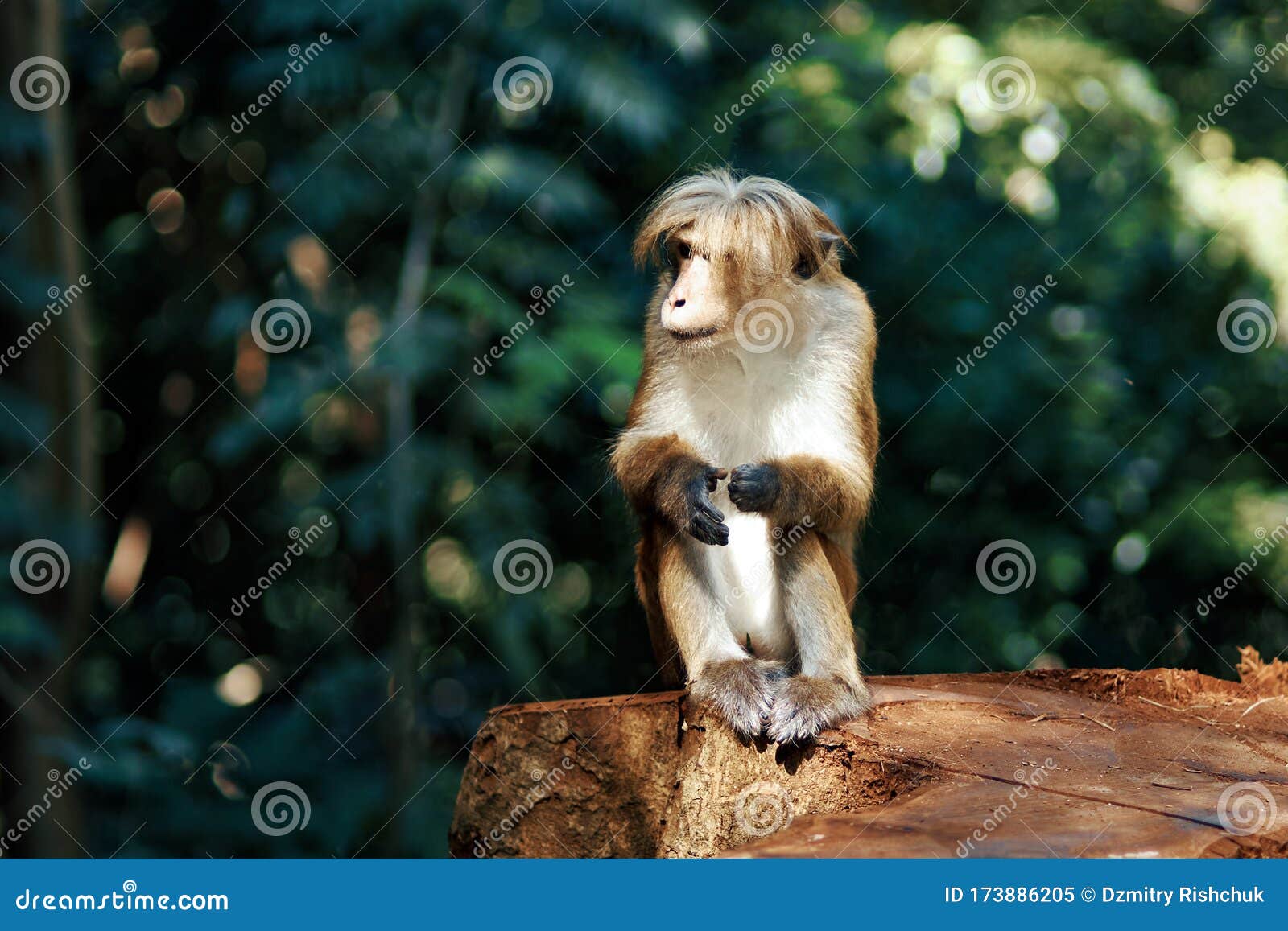 Little Monkey Sitting on a Log Against the Jungle Stock Image - Image ...