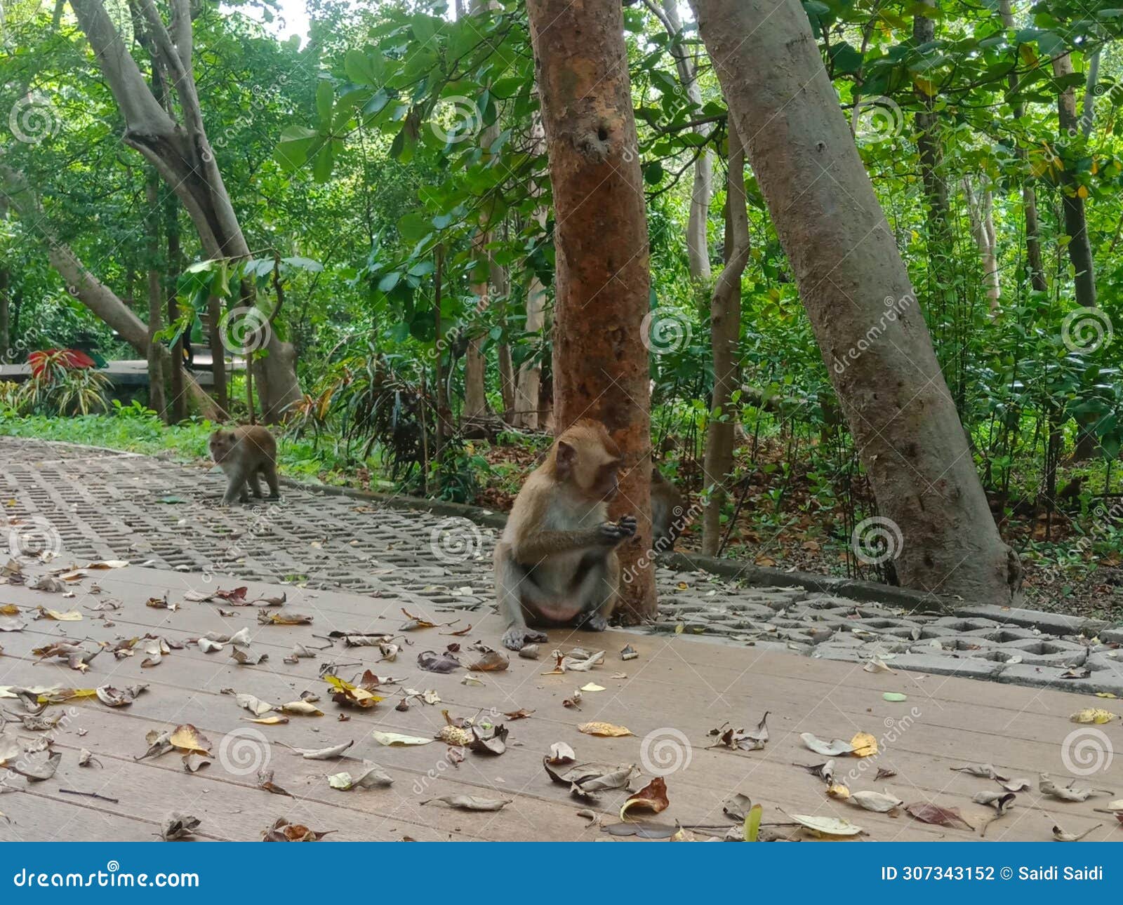 Little brown monkey stock photo. Image of funny, childhood - 307343152