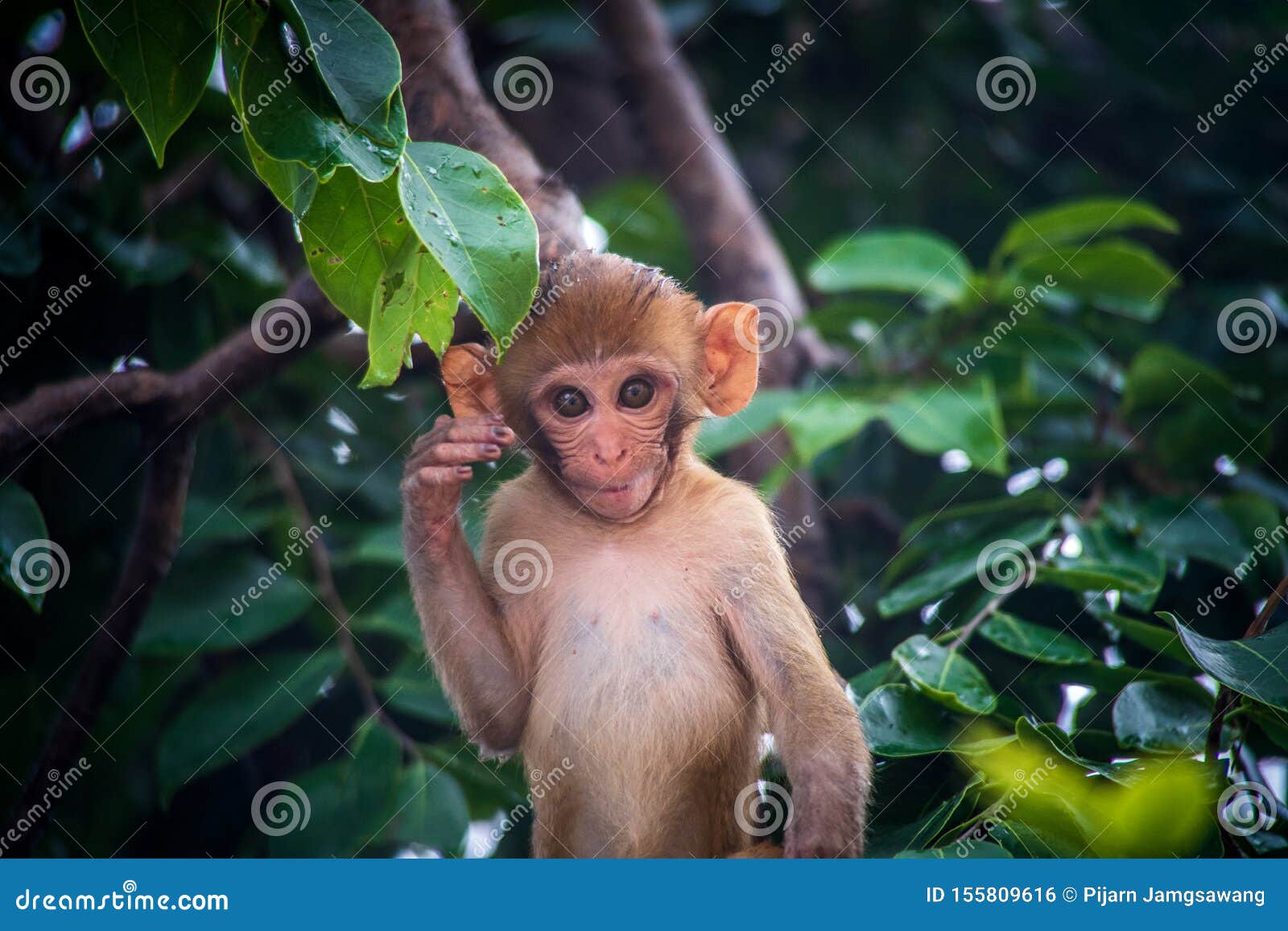Little Monkey Smile Face in the Bush Stock Photo - Image of beautiful ...