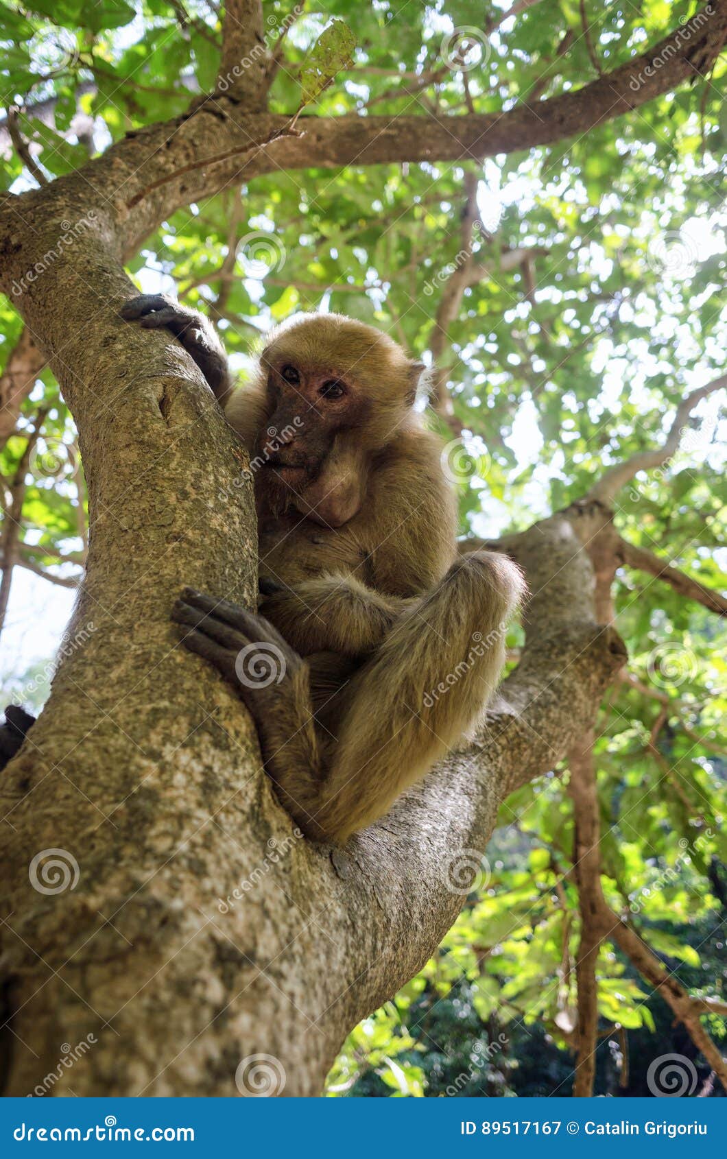 Little Monkey Sneaking in a Tree Stock Image - Image of nature, focus ...