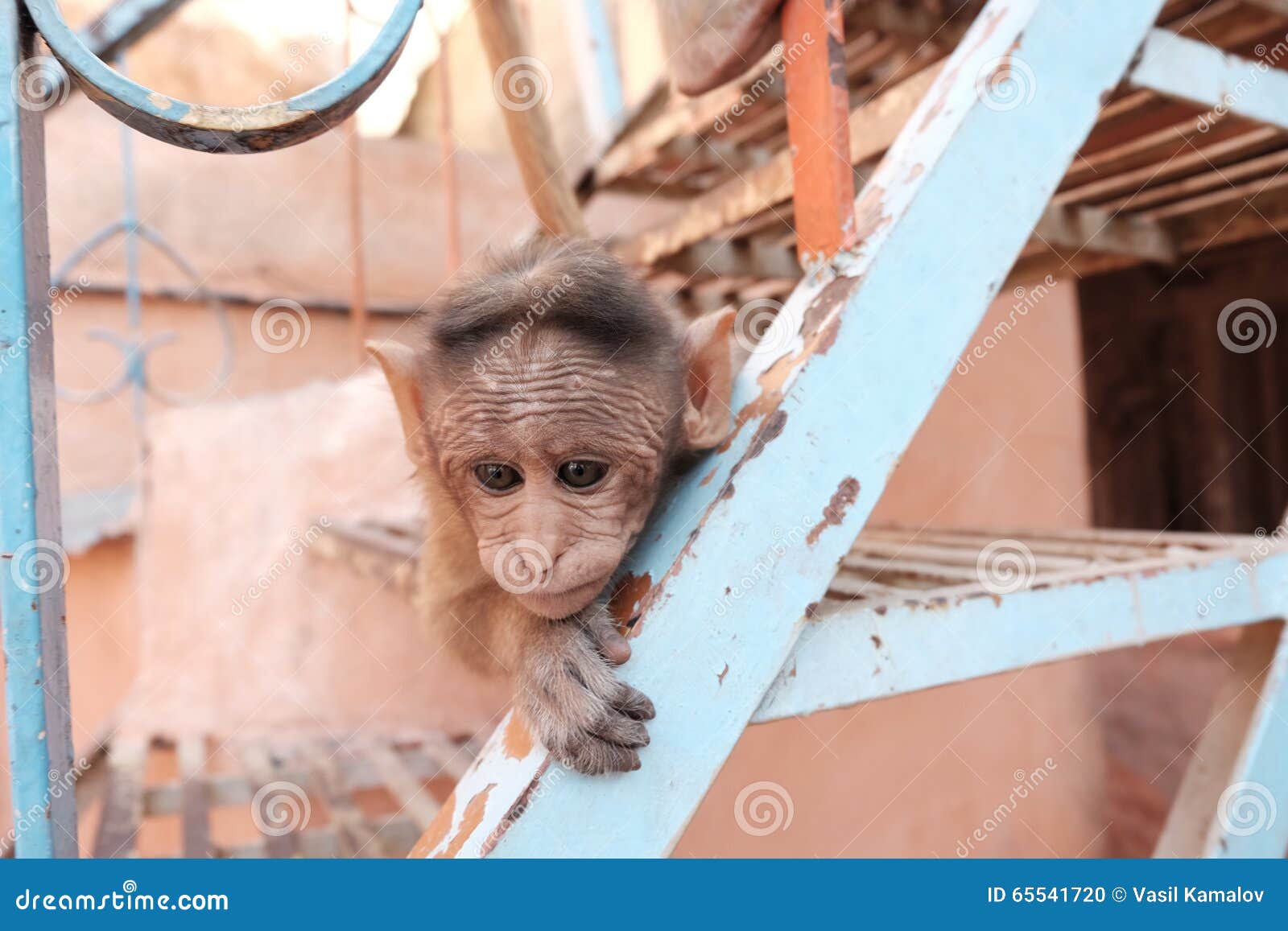 Little monkey on stairs stock photo. Image of desolation - 65541720