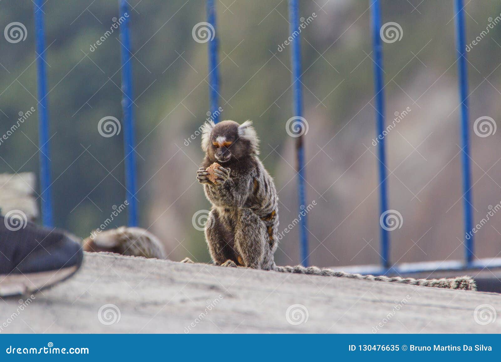 Little monkey star stock image. Image of face, eating - 130476635
