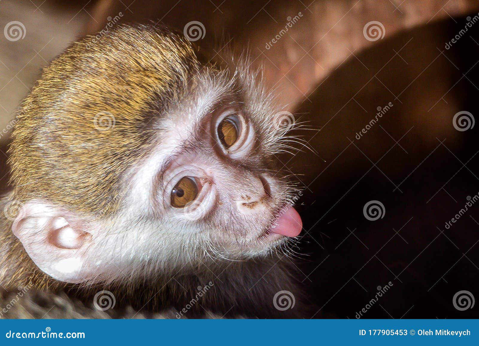 The Little Monkey Stuck Out His Tongue Stock Image - Image of closeup ...