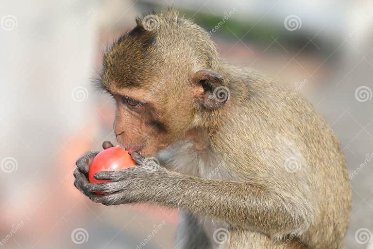 Little monkey with tomato stock image. Image of wild, baby - 5363055
